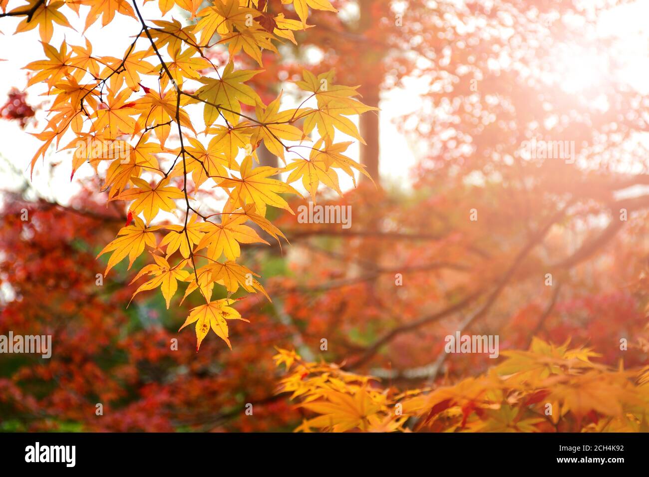 Early Autumn with maple leaves background in warm sunny tone with copy ...