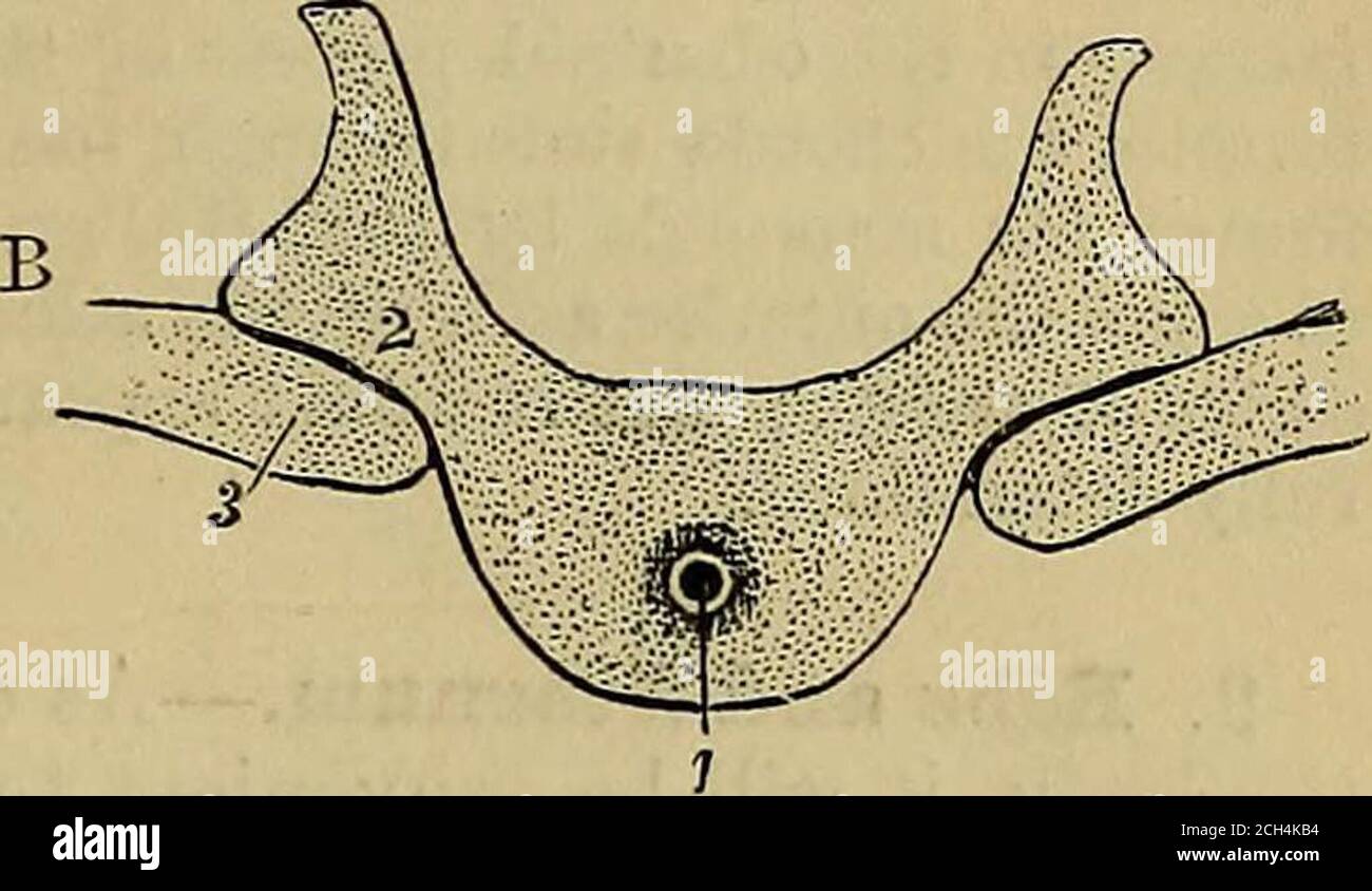 Ossification centre hi-res stock photography and images - Alamy