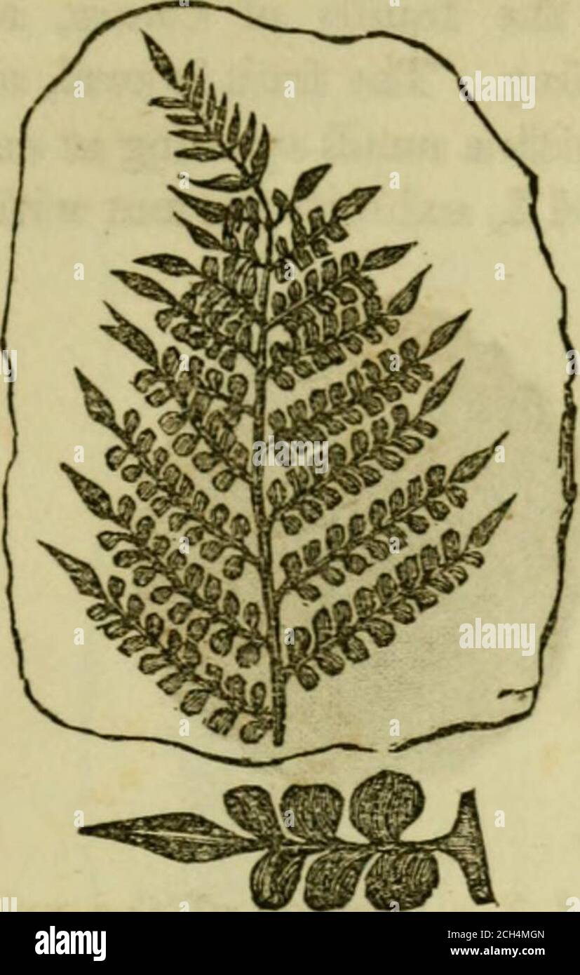 Glossopteris Fern