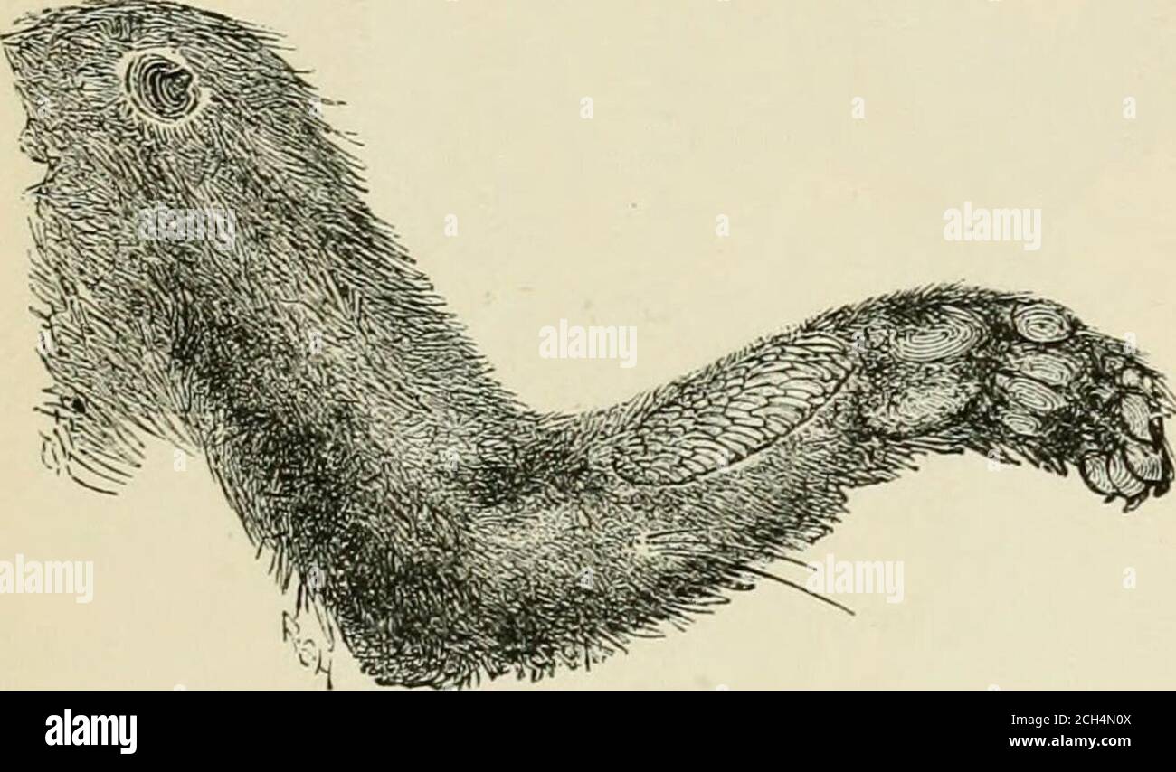 . Evolution and disease . Fig. 86.—a Dwarf Lemur {Microcchus siiiillii ...