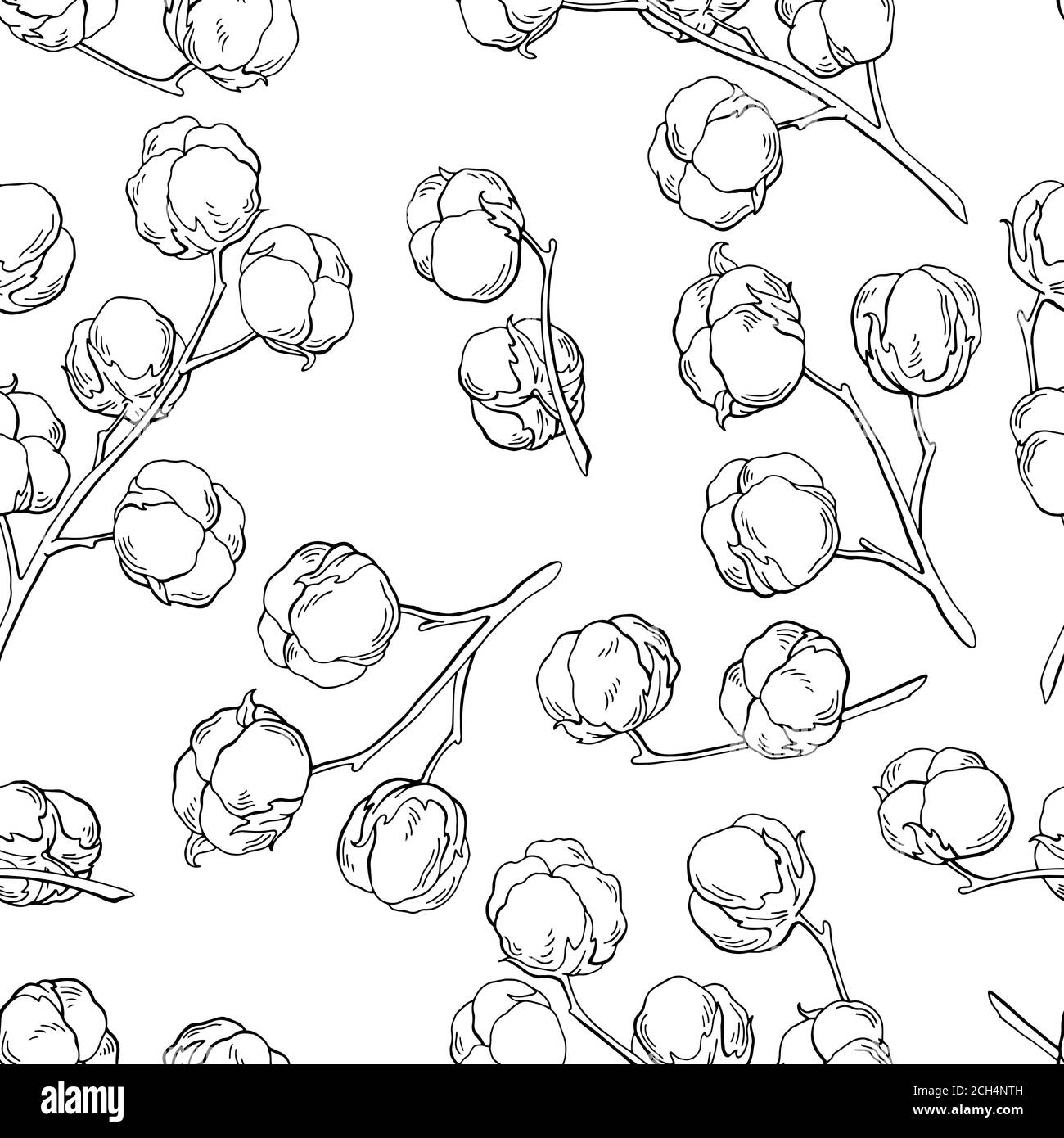 Cotton Plant Vector