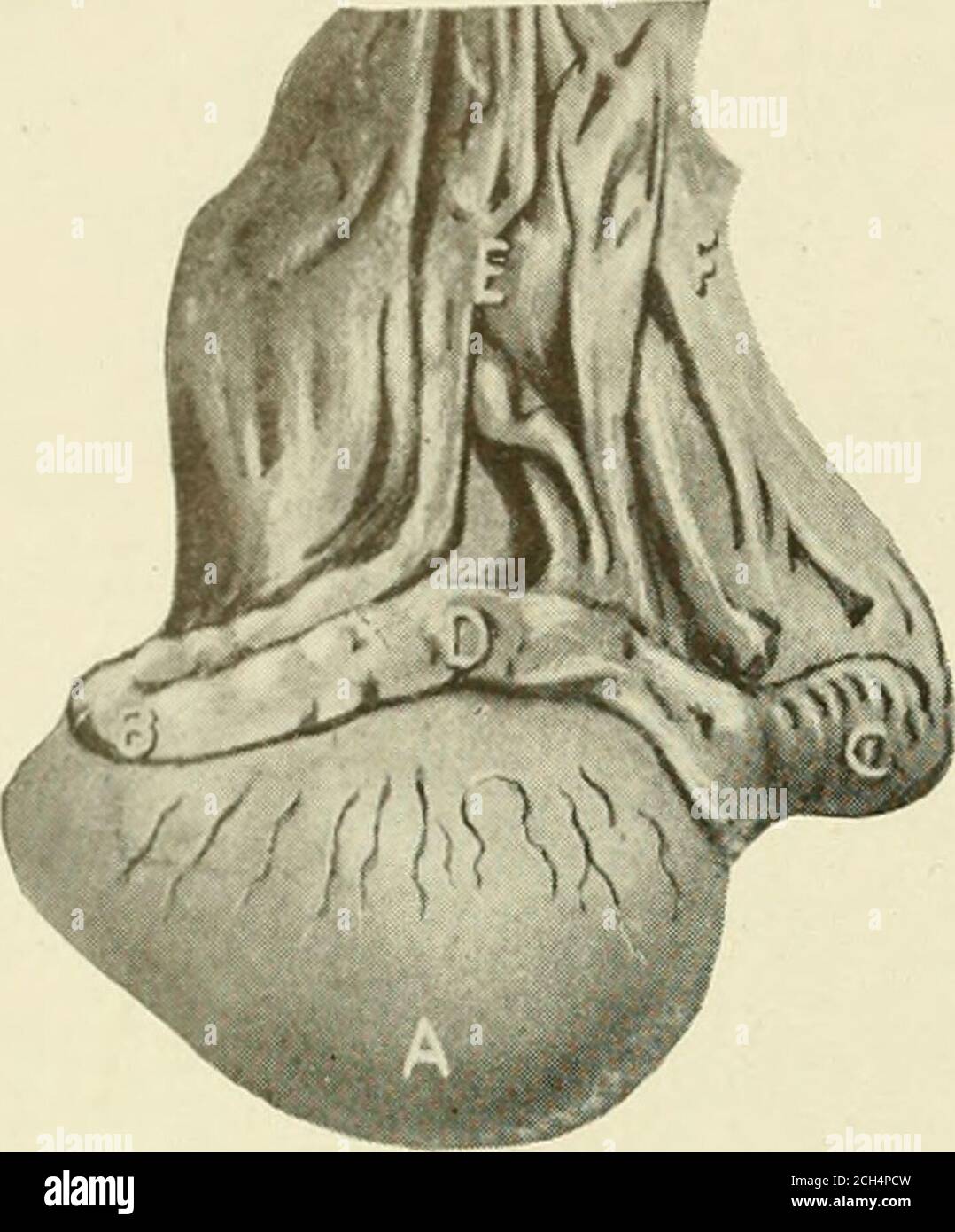 . Animal castration, a book for the use of students and practitioners ...