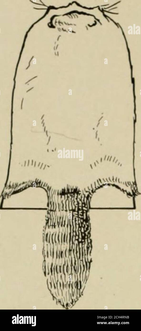 Otter boards hi-res stock photography and images - Alamy