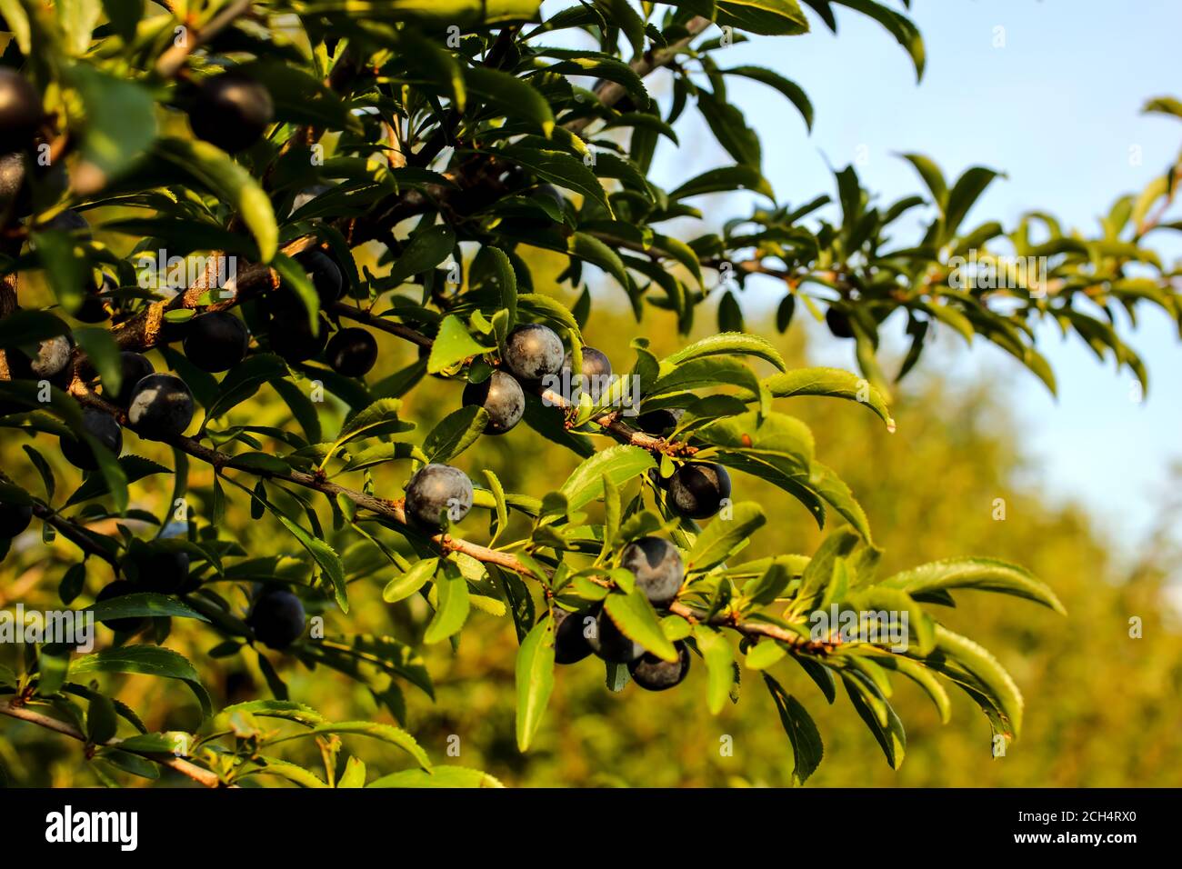 Fruits of the Blackthorn, Prunus spinosa, in autumn Stock Photo - Alamy