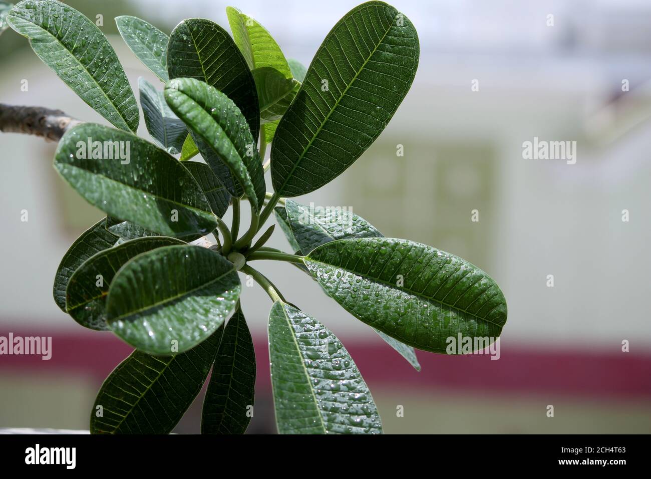 Champa tree hi-res stock photography and images - Alamy