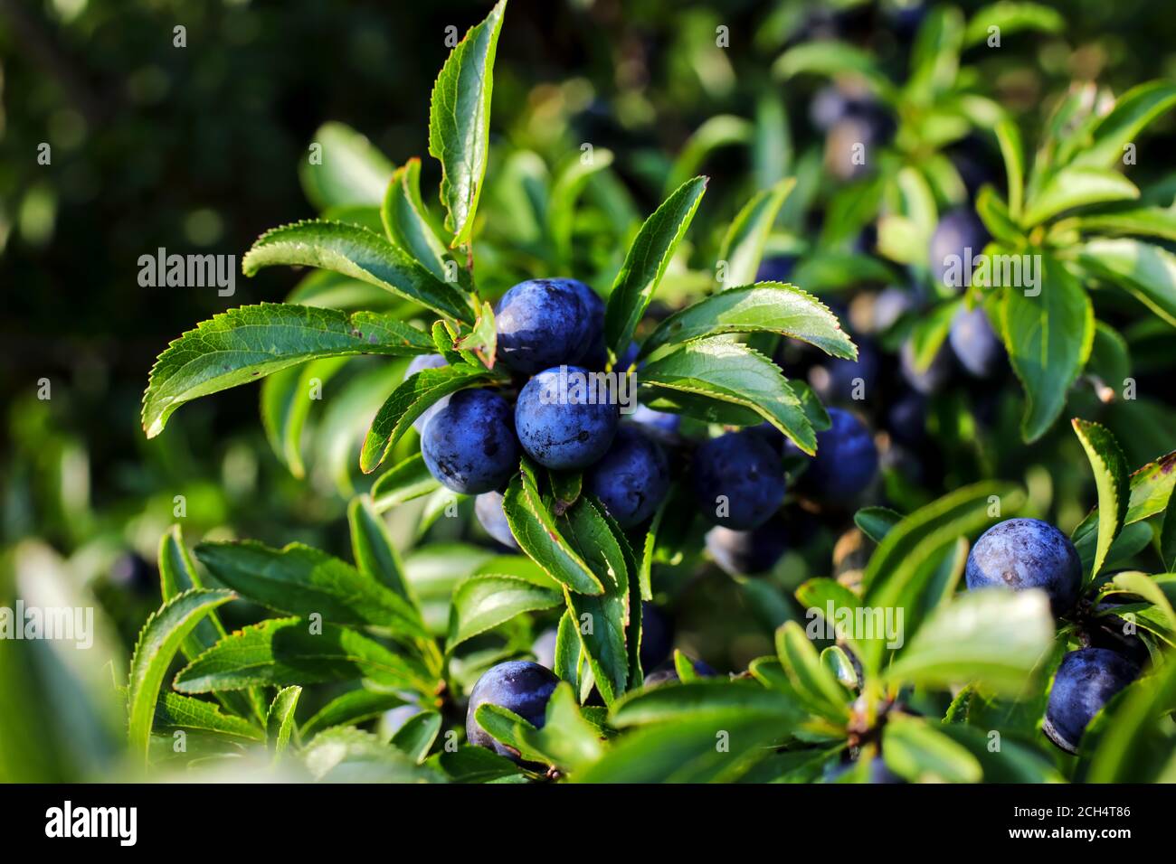 Fruits of the Blackthorn, Prunus spinosa, in autumn Stock Photo - Alamy