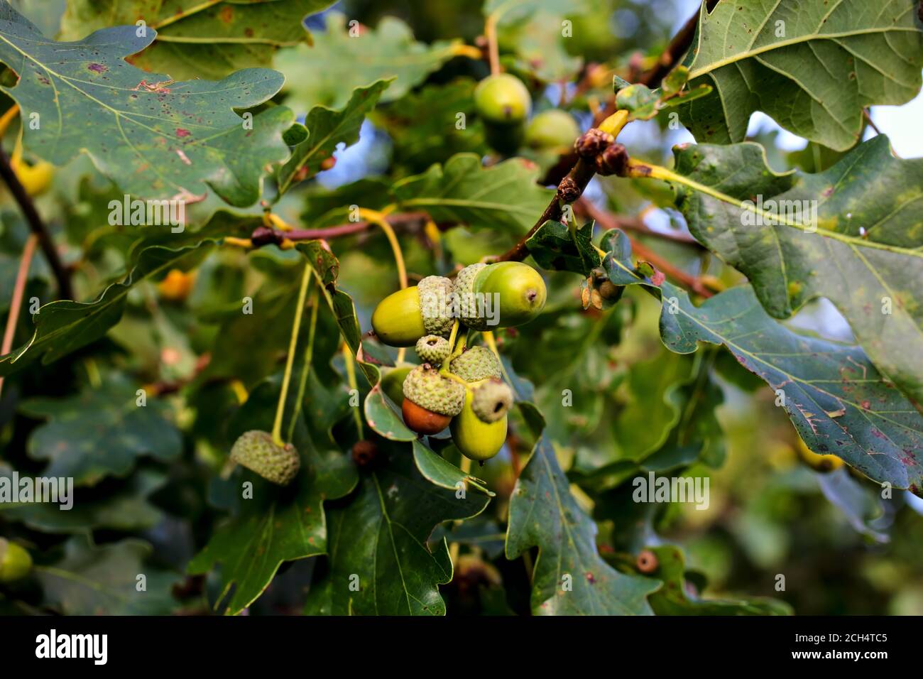 Acorn, fruit of oak, Quercus robur, Quercus pendunculata, Bavaria ...