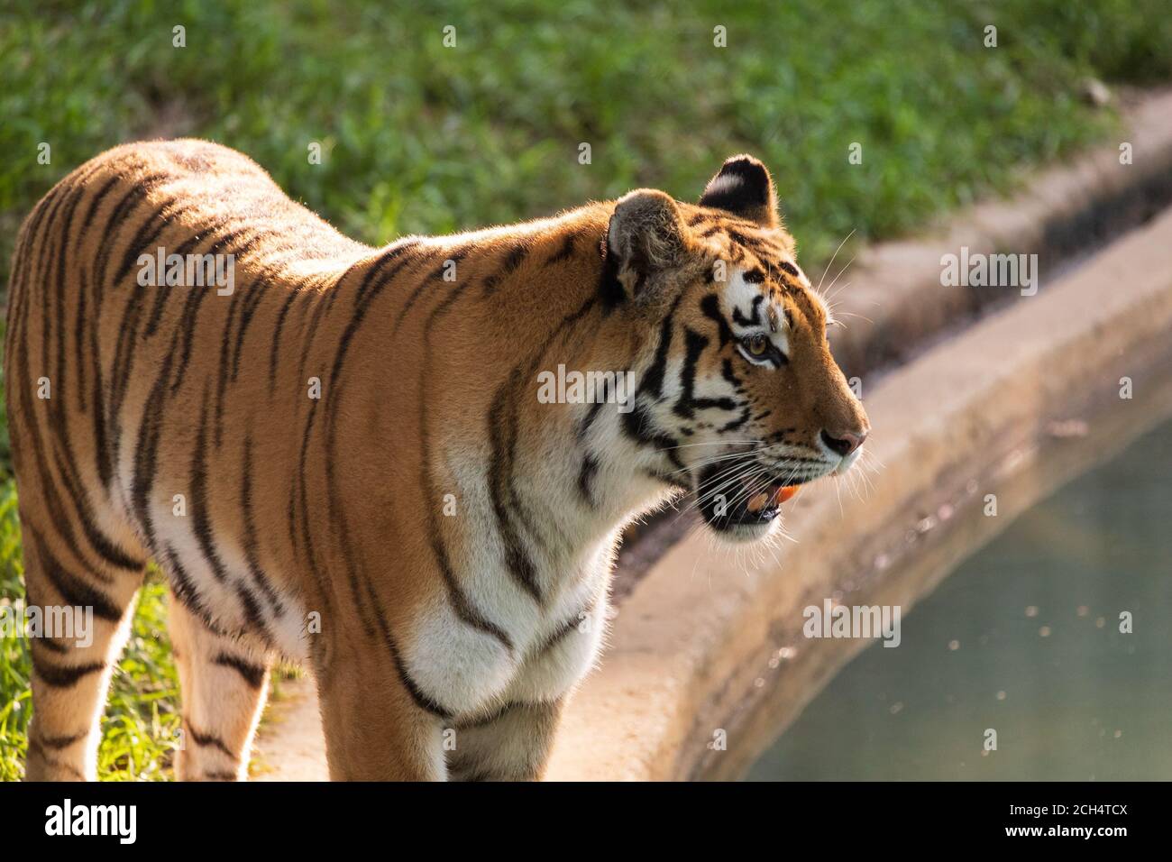 Tiger with orange and black stripes prowling at the Smithsonian ...