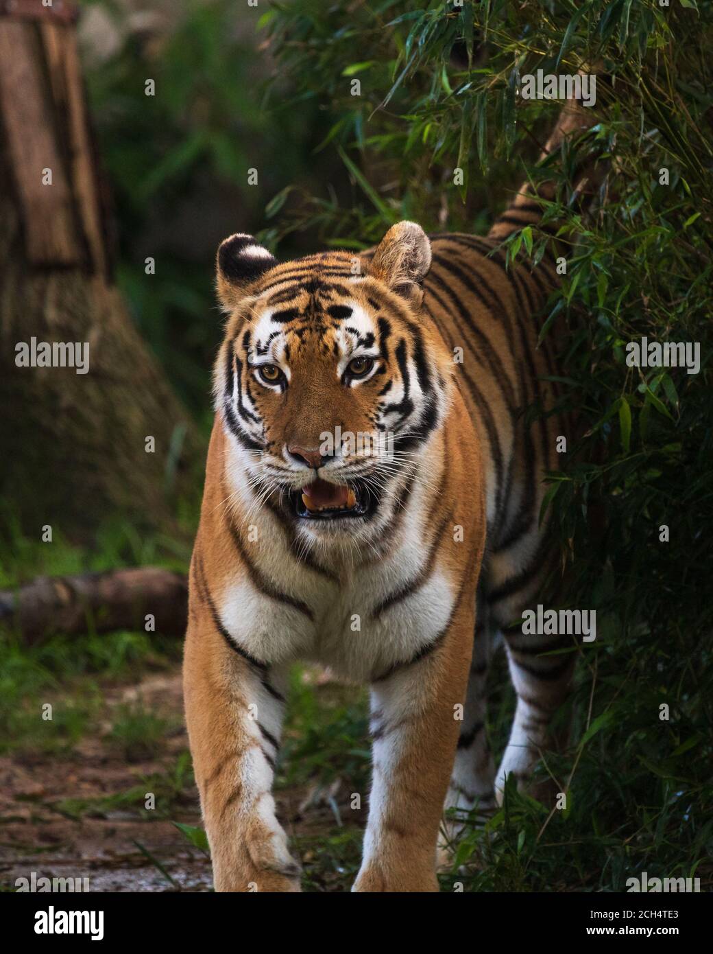 Tiger with orange and black stripes prowling at the Smithsonian ...