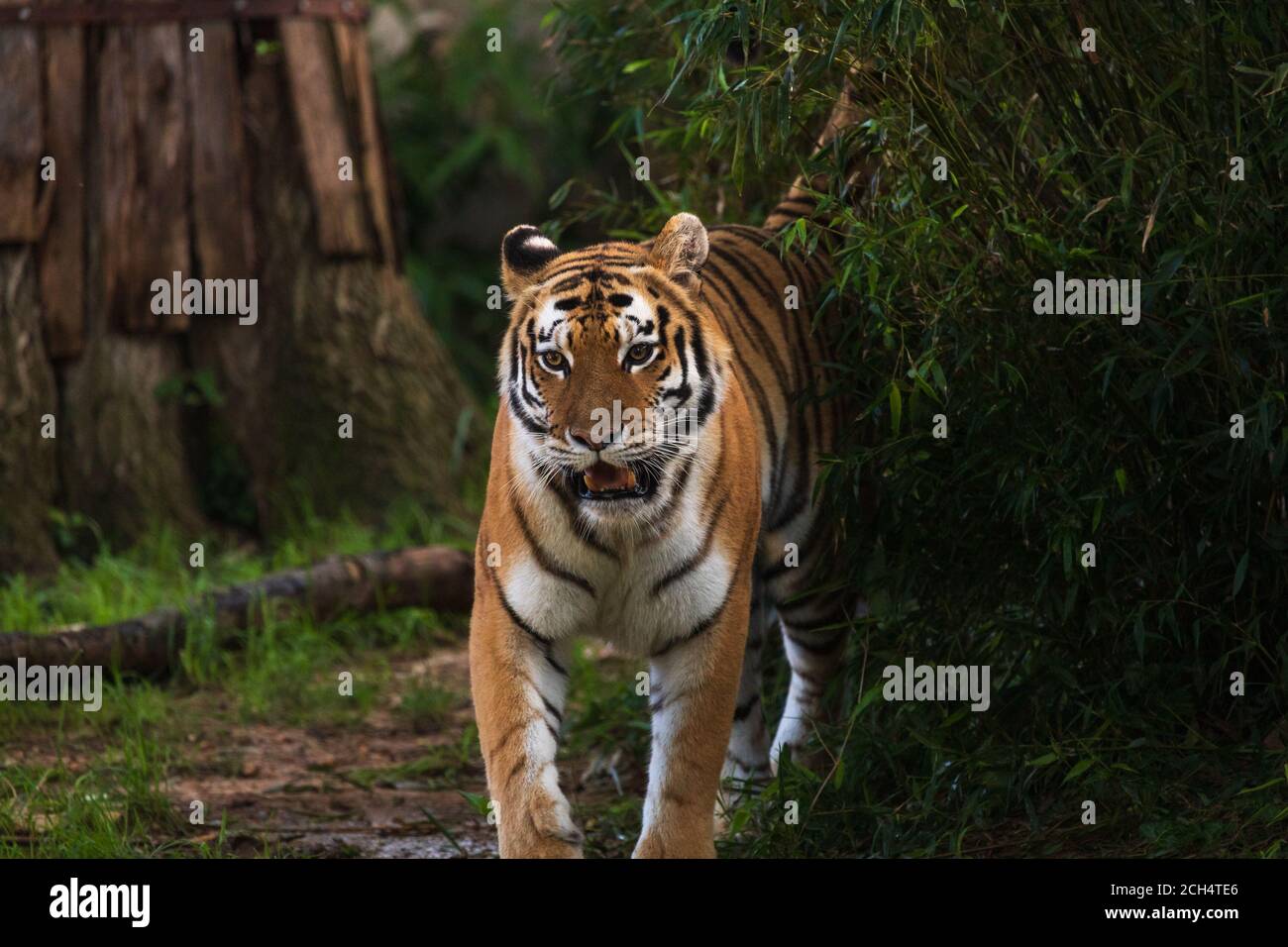 Tiger with orange and black stripes prowling at the Smithsonian ...