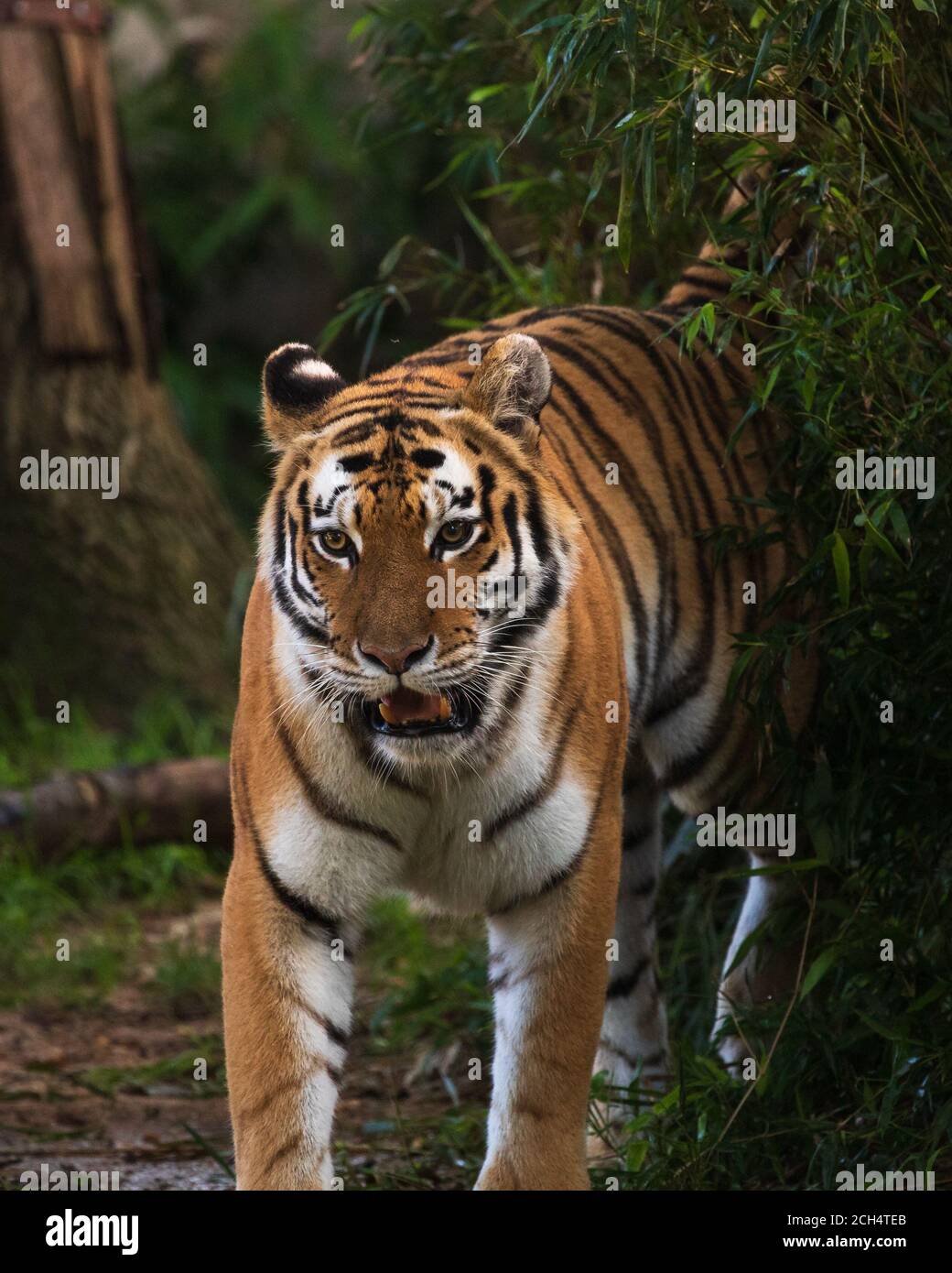 Smithsonian zoo tiger hi-res stock photography and images - Alamy