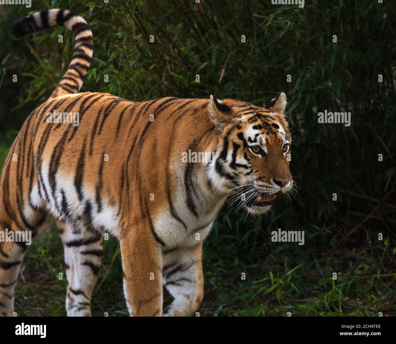 Tiger with orange and black stripes prowling at the Smithsonian ...