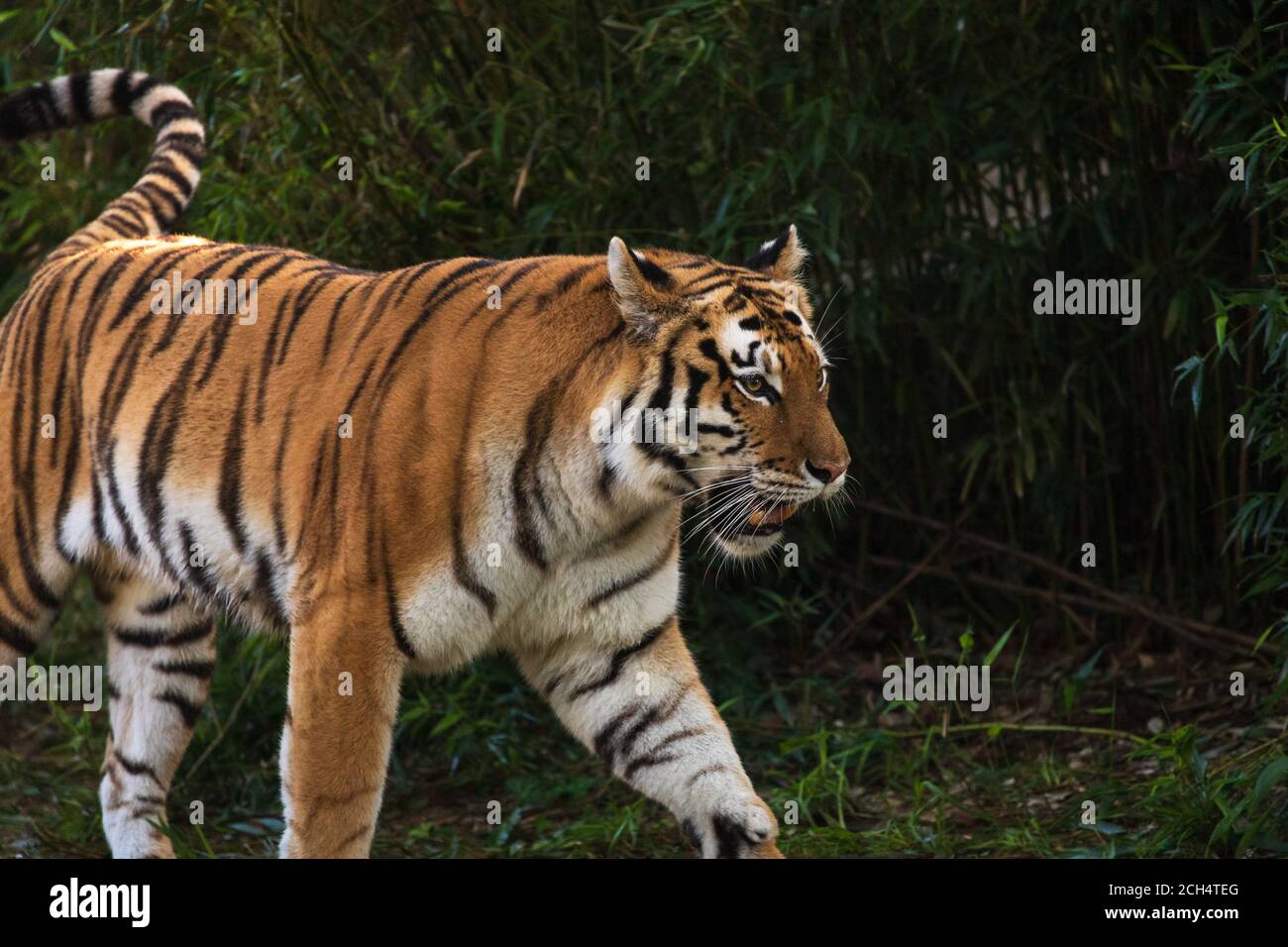 Tiger with orange and black stripes prowling at the Smithsonian ...