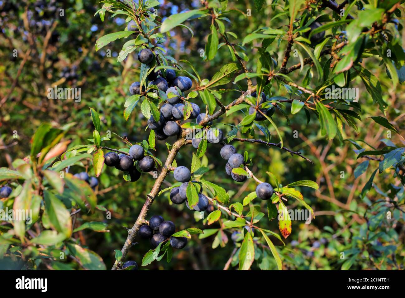Fruits of the Blackthorn, Prunus spinosa, in autumn Stock Photo - Alamy