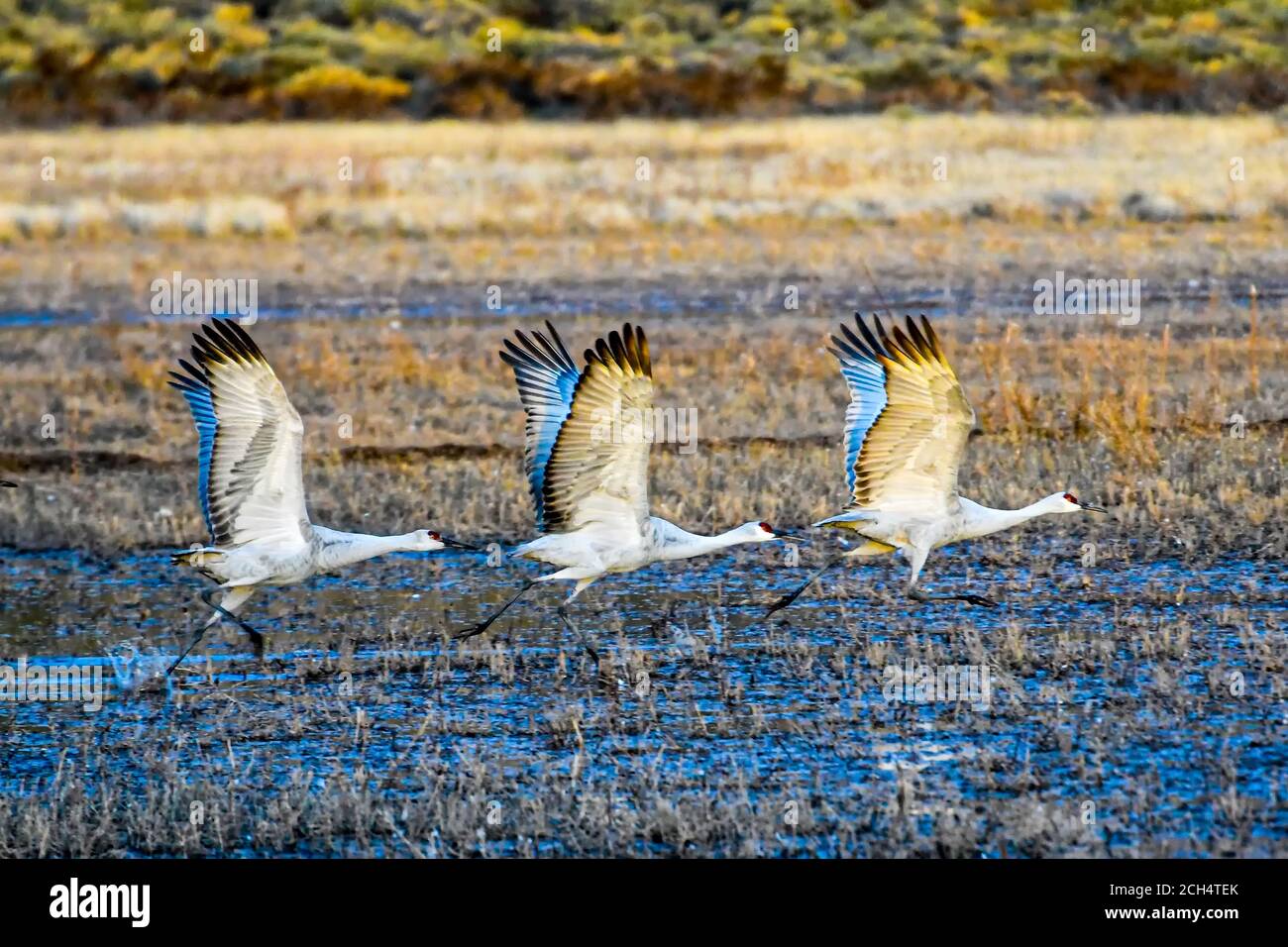 Sandhill cranes flapping to take off, Bosque del Apache National ...