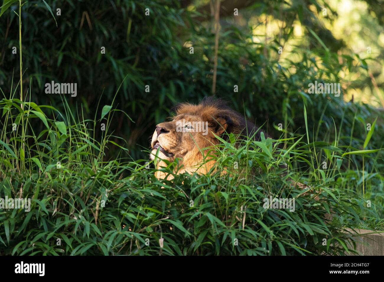 Lion bathing in sunlight at the Smithsonian National Zoo in Washington ...