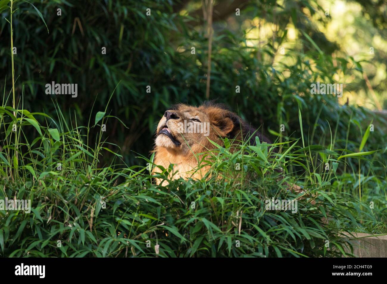 Lion bathing in sunlight at the Smithsonian National Zoo in Washington ...