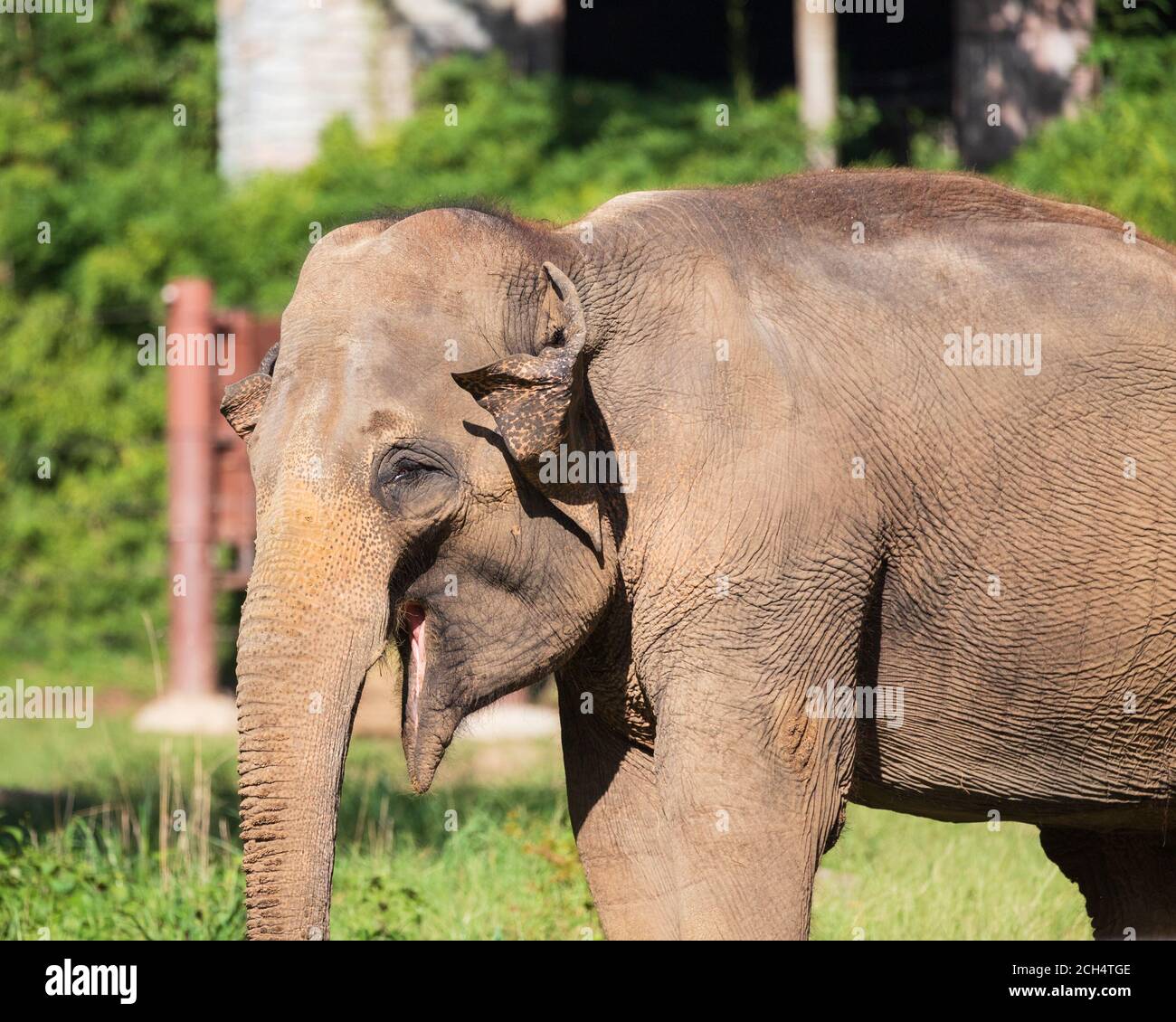 Single elephant with floppy ears eating hay at Smithsonian National Zoo ...