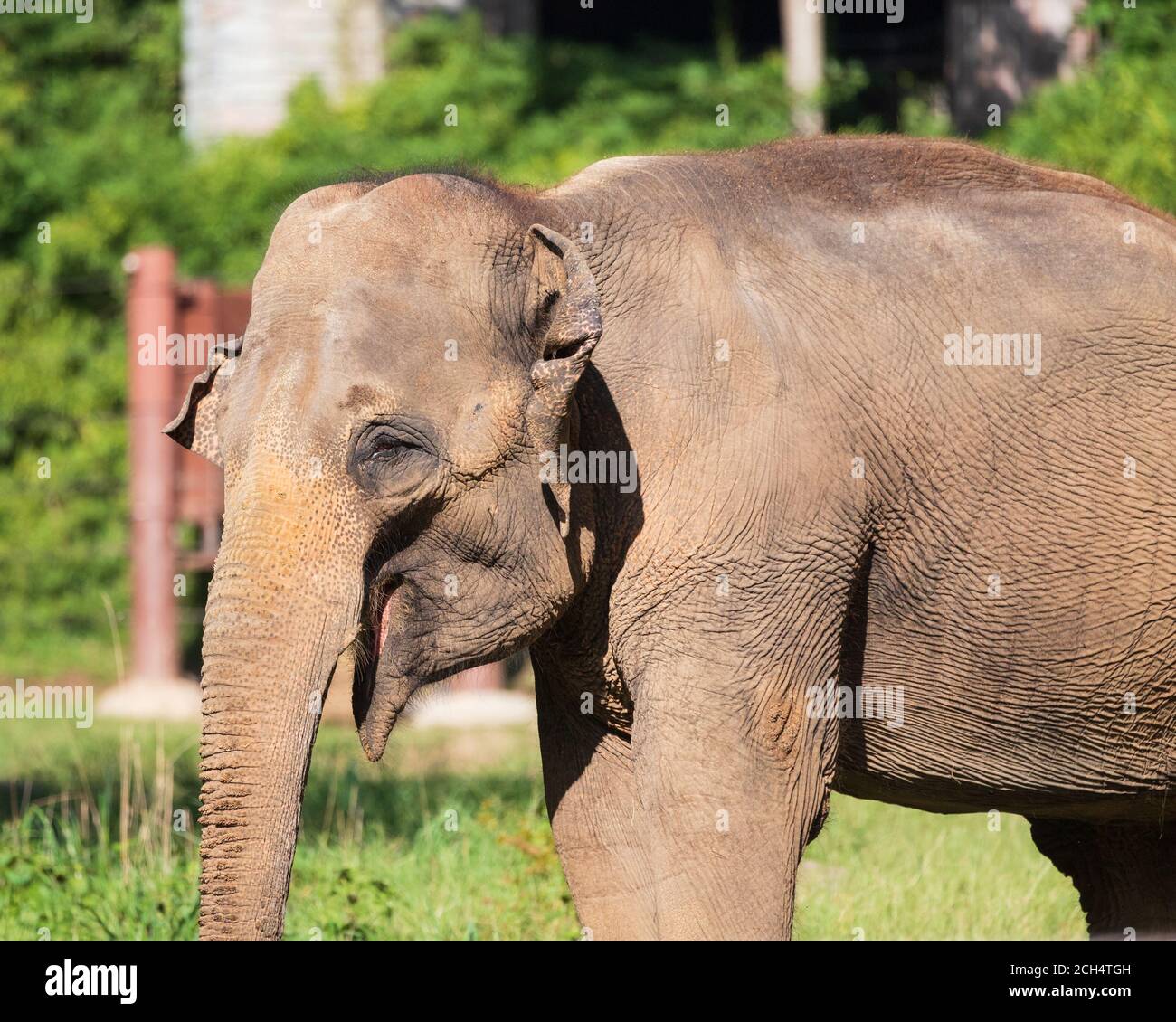 Single elephant with floppy ears eating hay at Smithsonian National Zoo ...