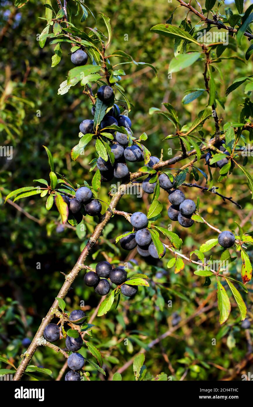 Fruits of the Blackthorn, Prunus spinosa, in autumn Stock Photo - Alamy
