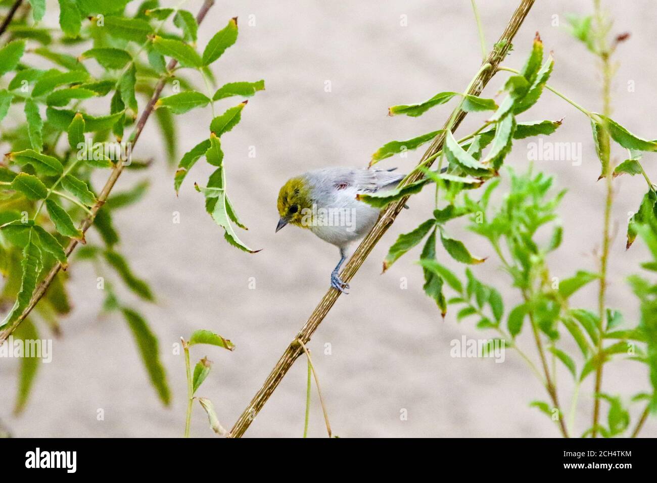 Verdin bird hi-res stock photography and images - Alamy