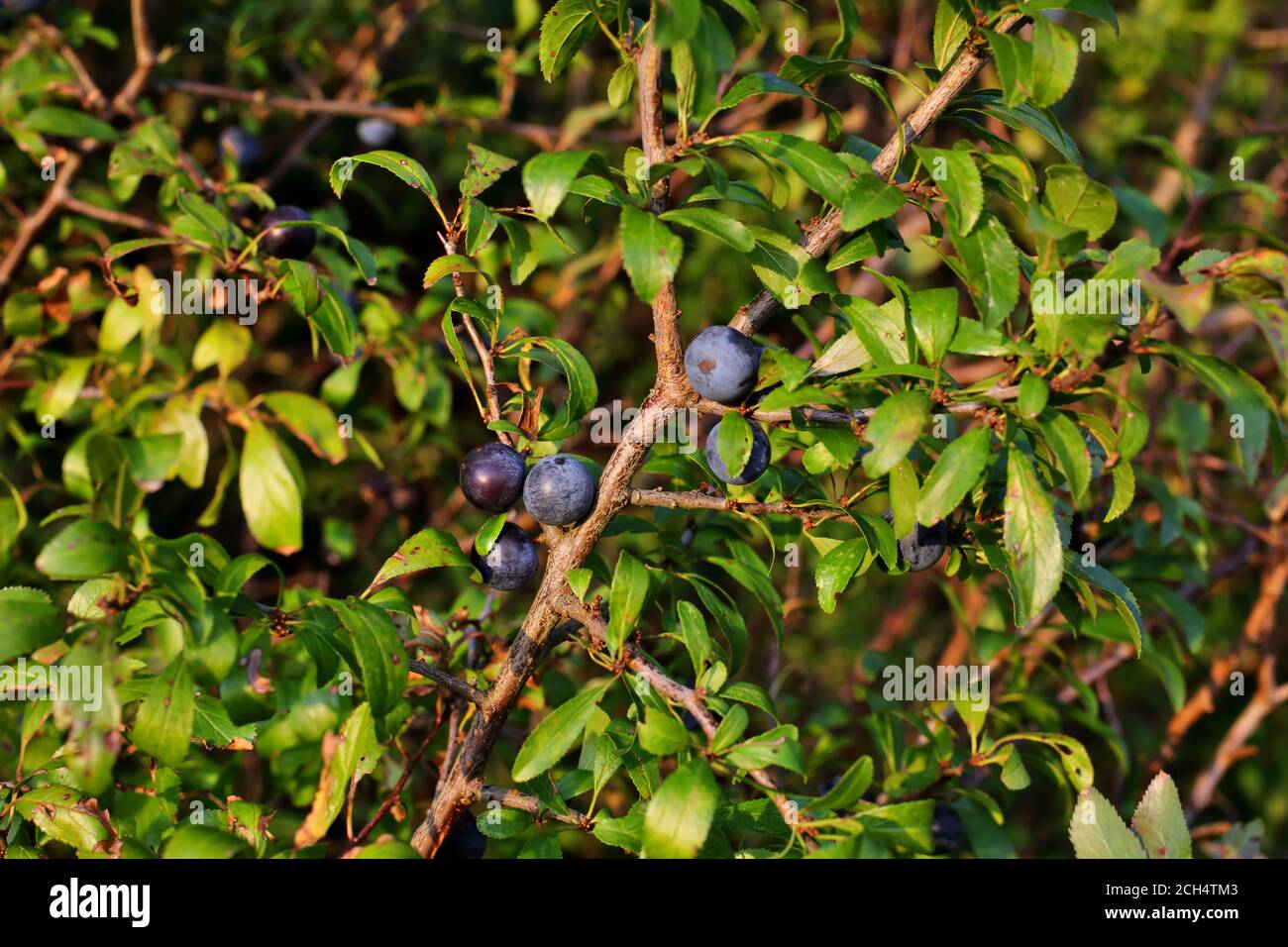 Fruits of the Blackthorn, Prunus spinosa, in autumn Stock Photo - Alamy