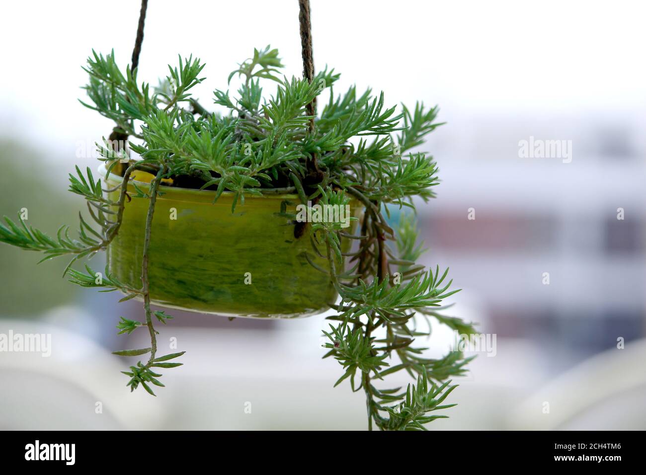 portulaca plant hanging in pot, moss rose flower Stock Photo - Alamy