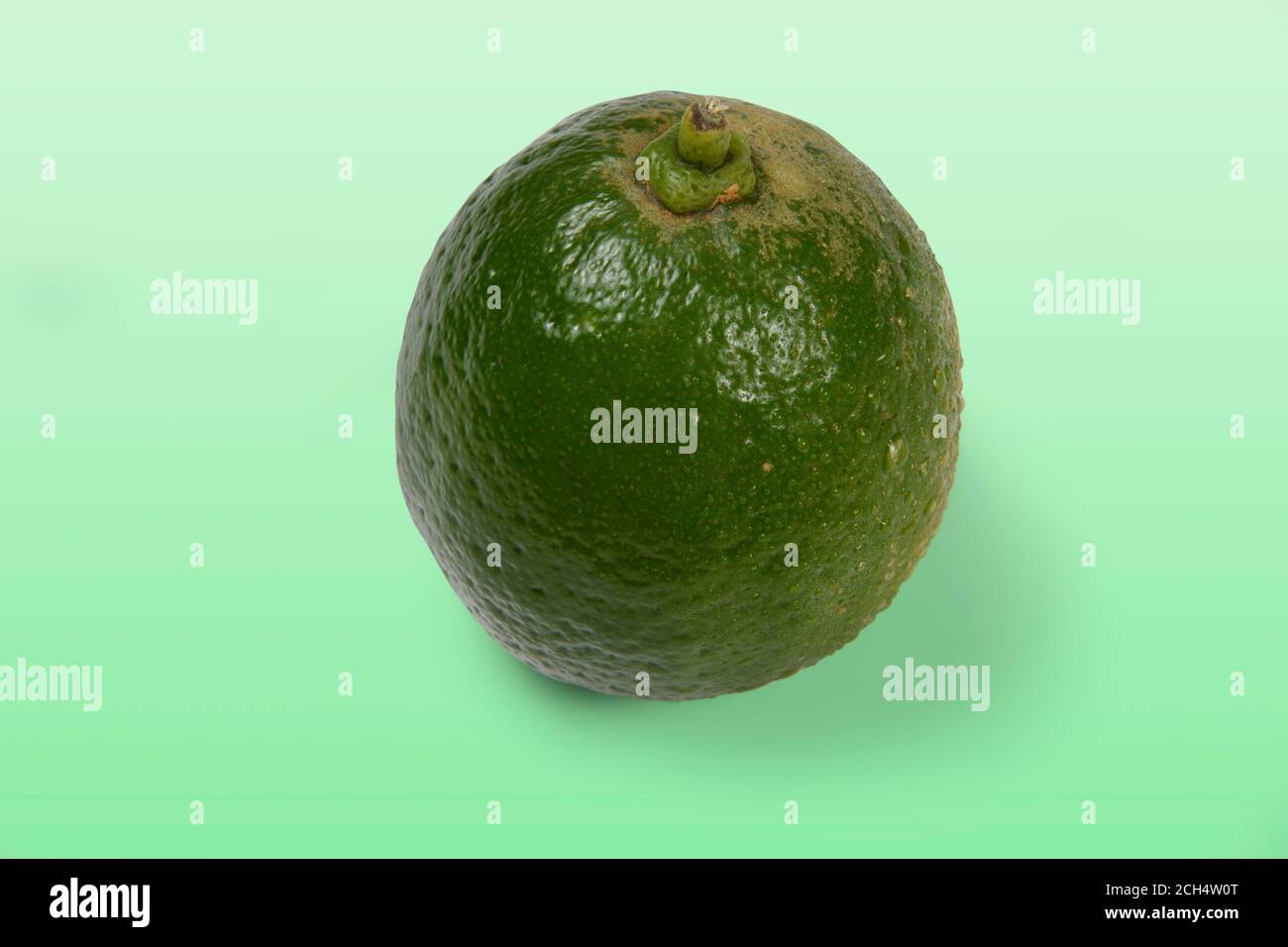 Tahitian lemon whole on light green background Stock Photo - Alamy