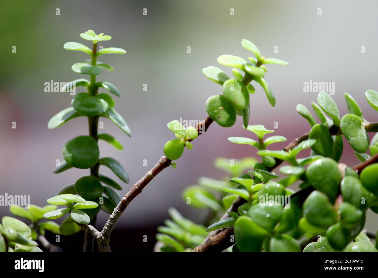 jade plant, crassula plant. Money plants with juicy leaves. Home ...