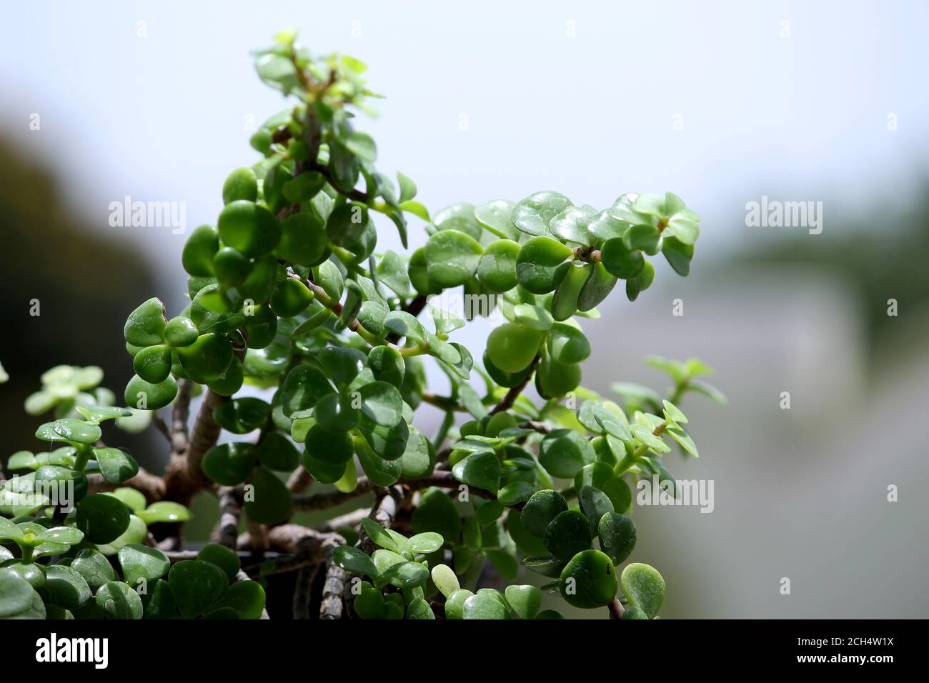 jade plant, crassula plant. Money plants with juicy leaves. Home ...