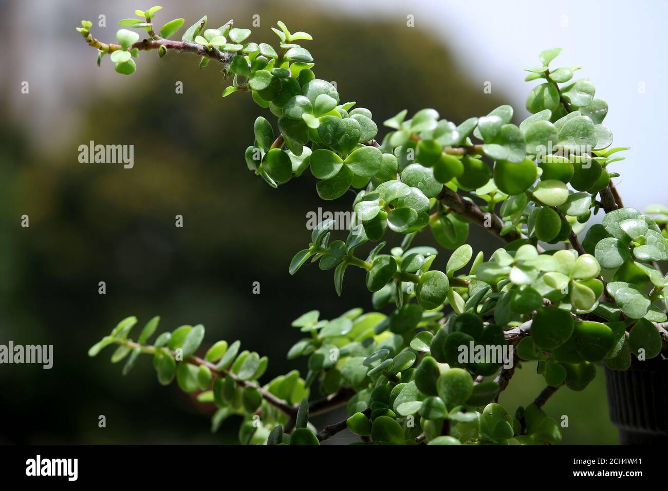 jade plant, crassula plant. Money plants with juicy leaves. Home ...