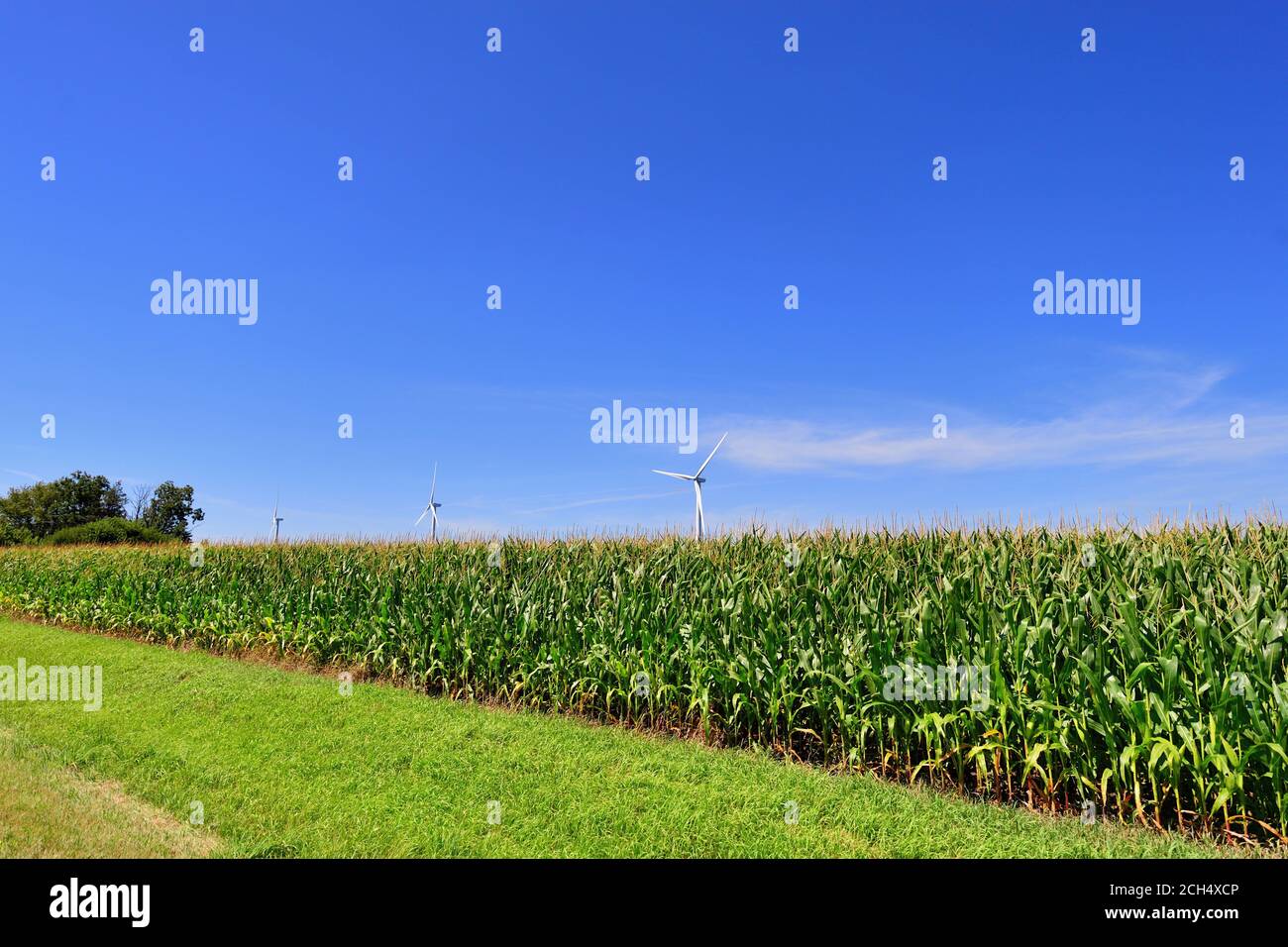 Corn crop farming hi-res stock photography and images - Alamy