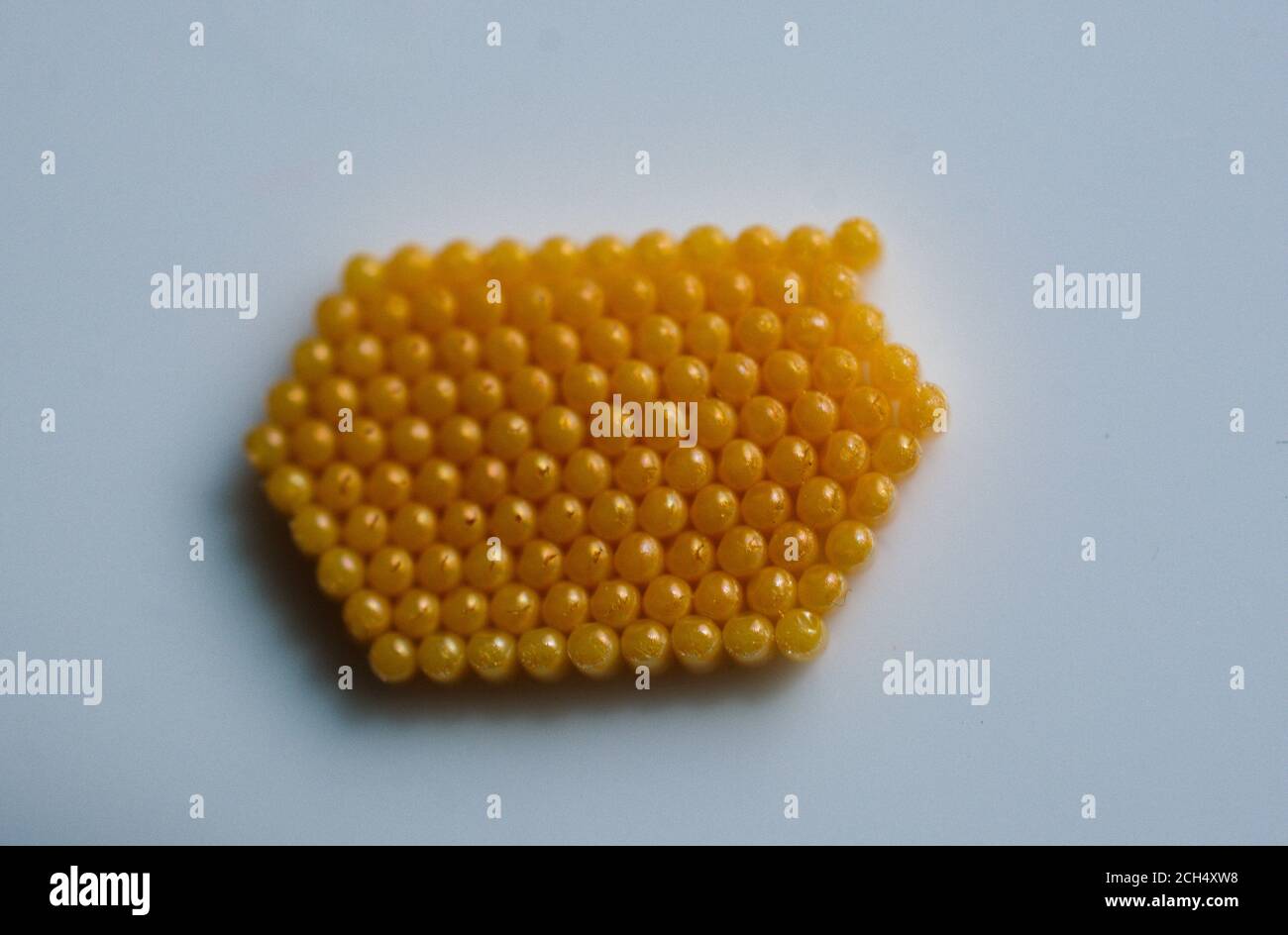 Insect egg capsule hi-res stock photography and images - Alamy