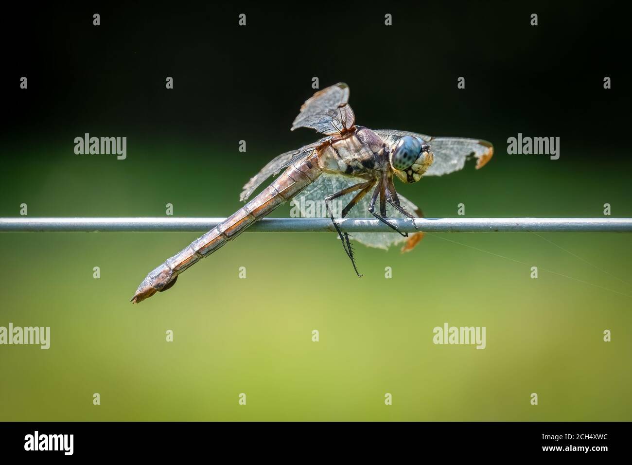 Despite being tattered and torn, this female Great Blue Skimmer ...