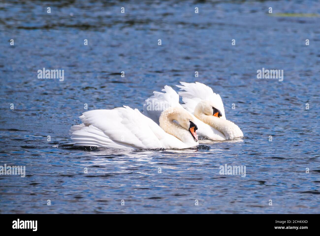 A mature Mute Swan couple engaging in an intimate mating dance Stock ...