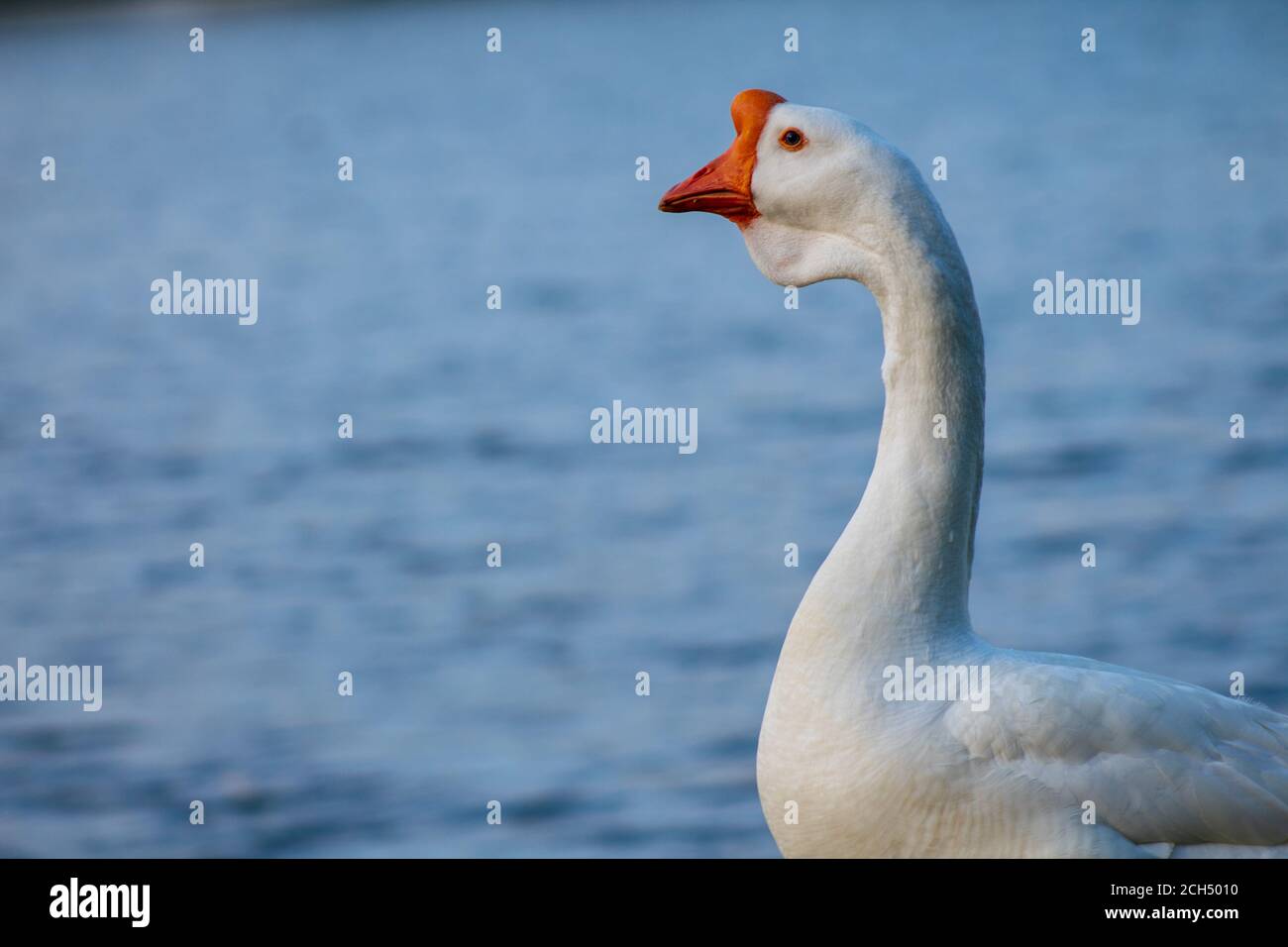 Silly goose hi-res stock photography and images - Alamy