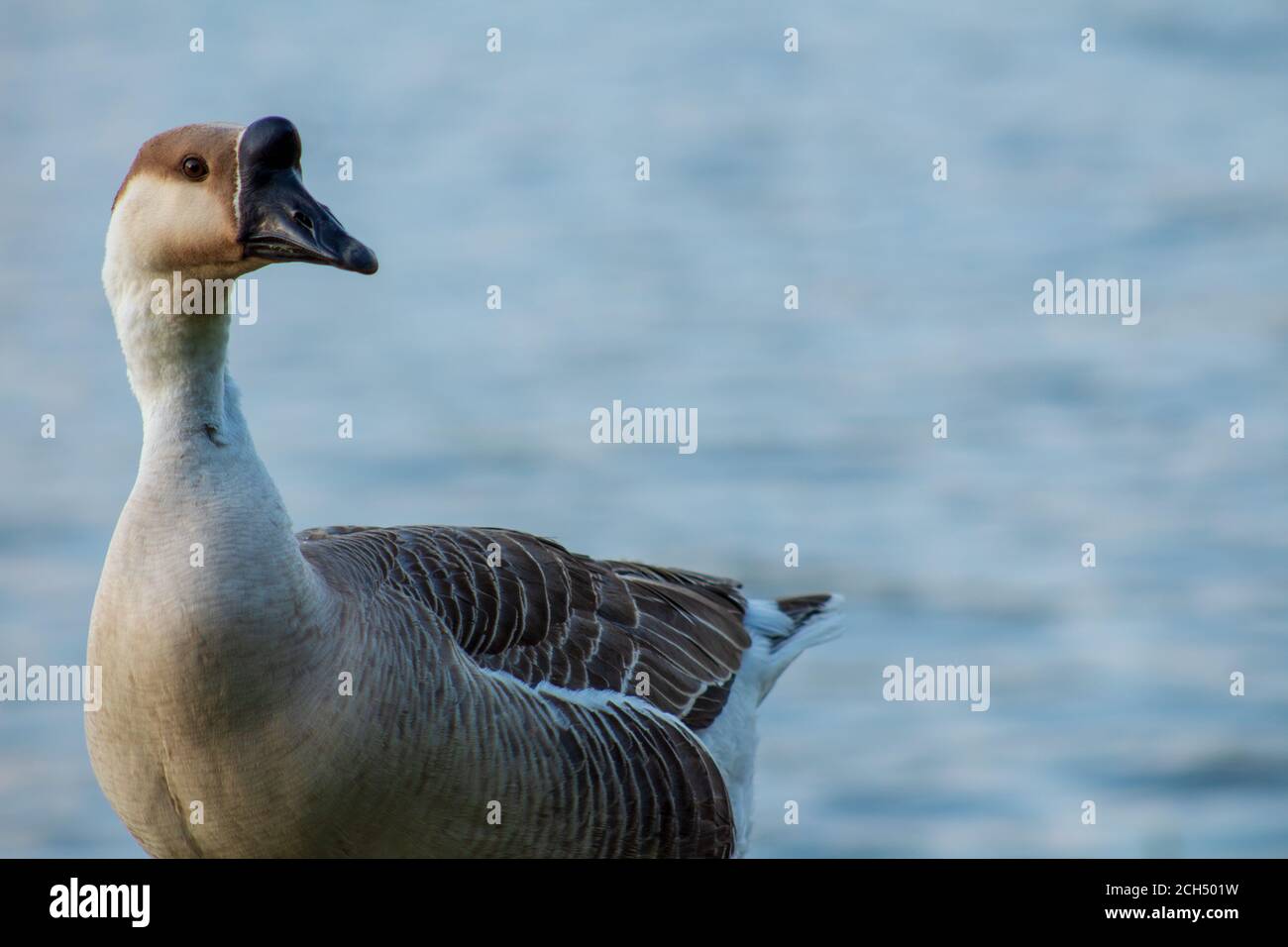 Silly goose hi-res stock photography and images - Alamy