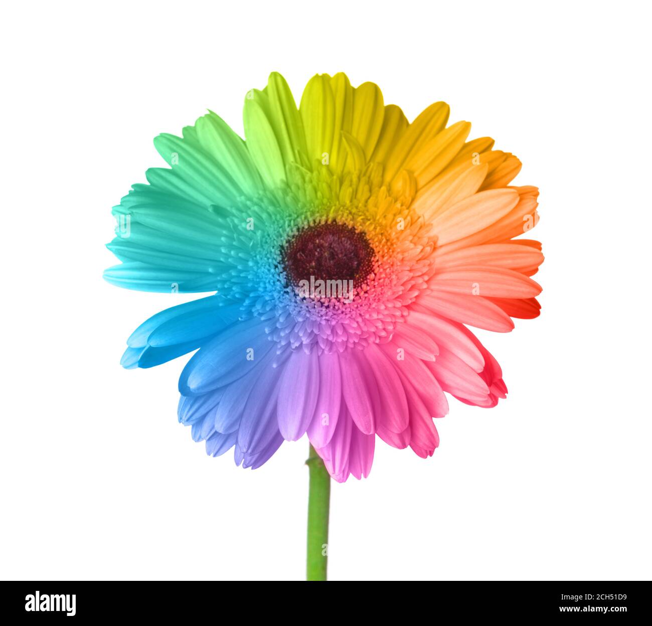 Beautiful rainbow gerbera flower on white background Stock Photo - Alamy
