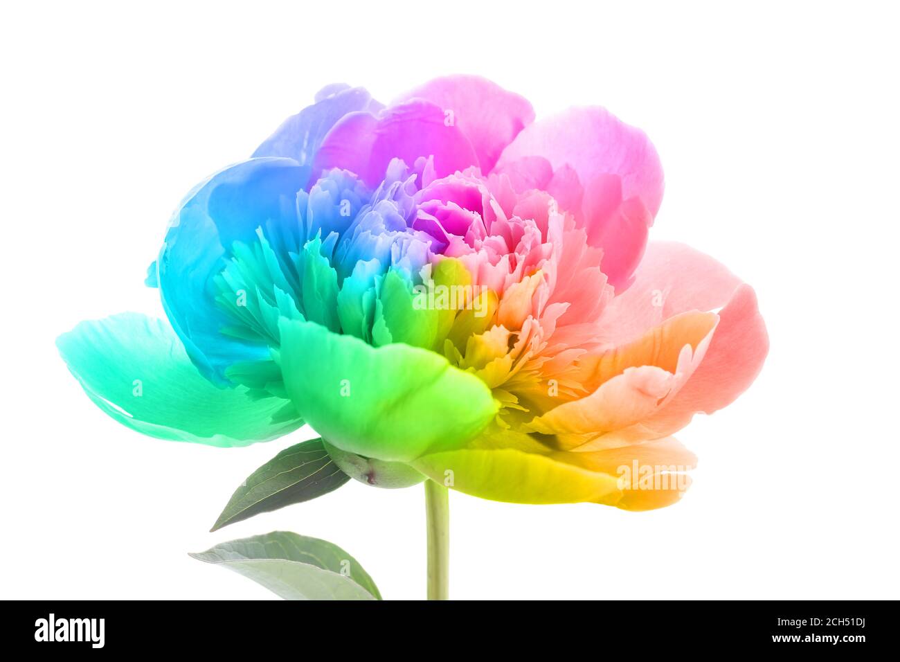 Beautiful rainbow peony flower on white background Stock Photo - Alamy
