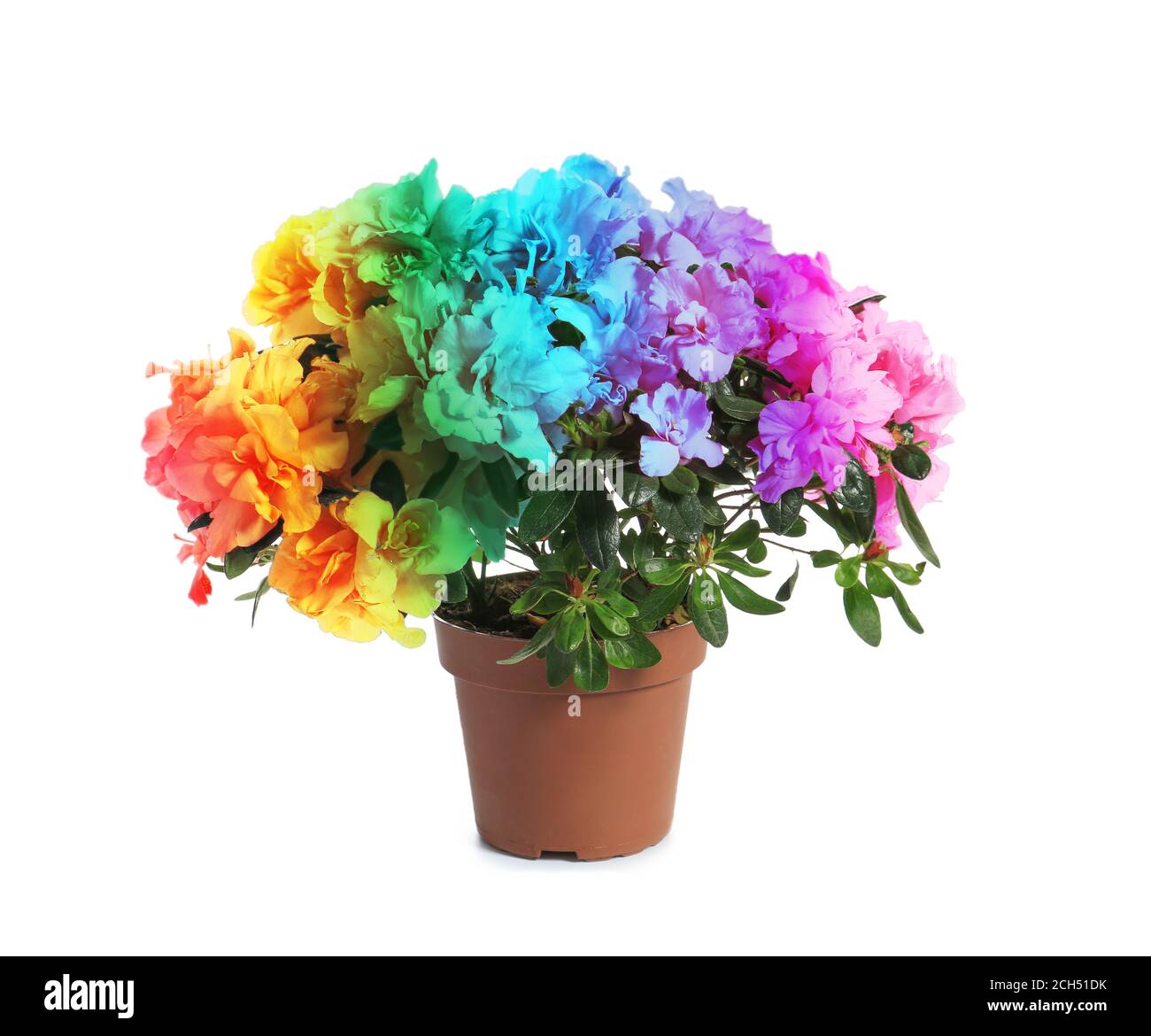 Beautiful rainbow azalea in pot on white background Stock Photo - Alamy