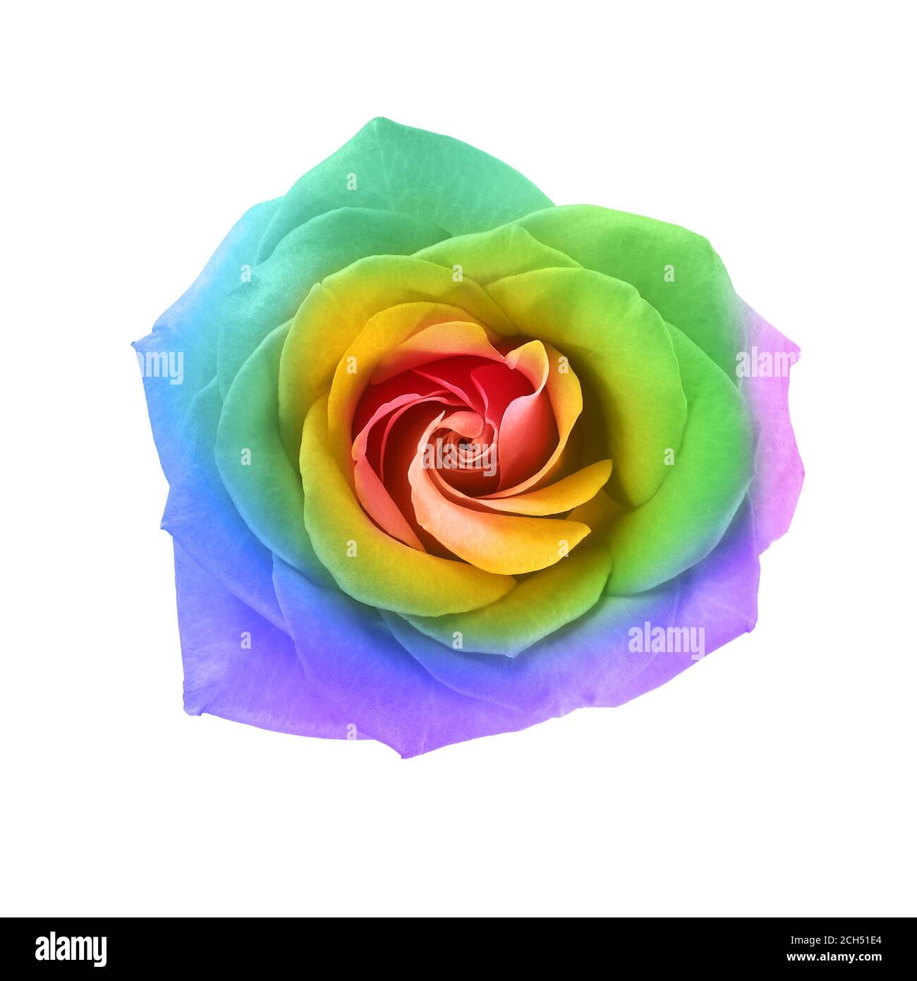 Beautiful rainbow rose flower on white background Stock Photo - Alamy