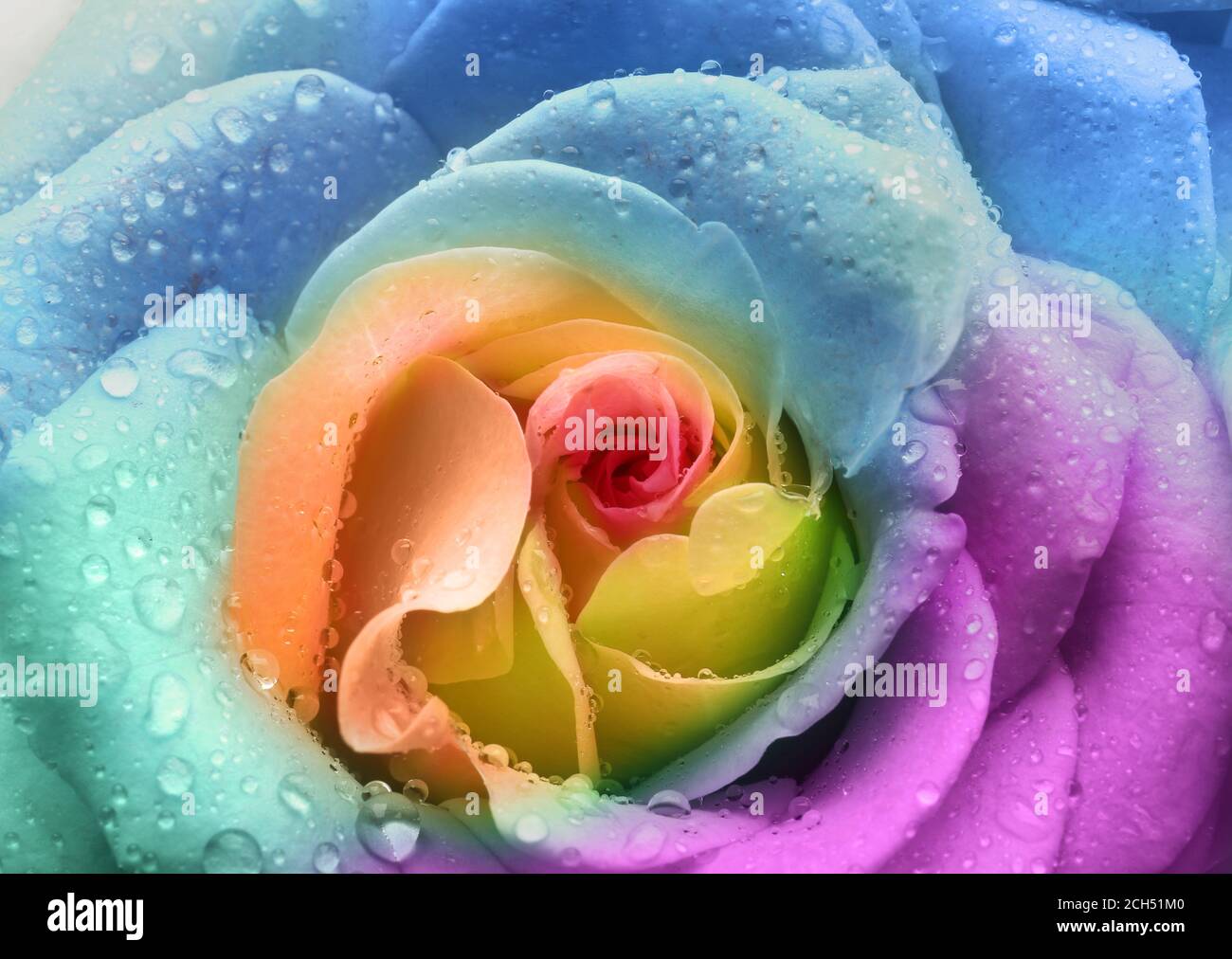 Beautiful abstract colorful rainbow rose hi-res stock photography and ...