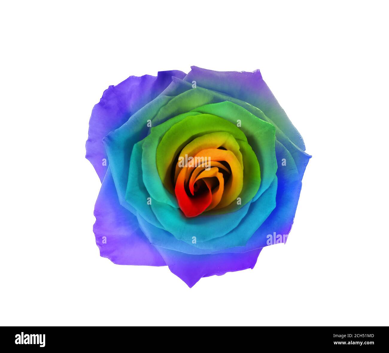 Beautiful rainbow rose flower on white background Stock Photo - Alamy