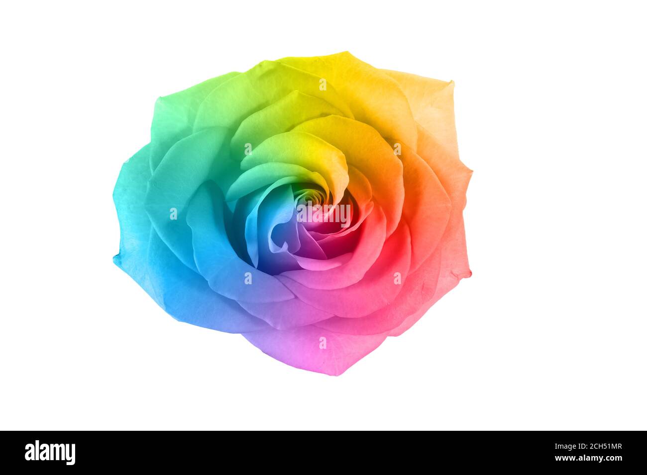 Beautiful rainbow rose flower on white background Stock Photo - Alamy