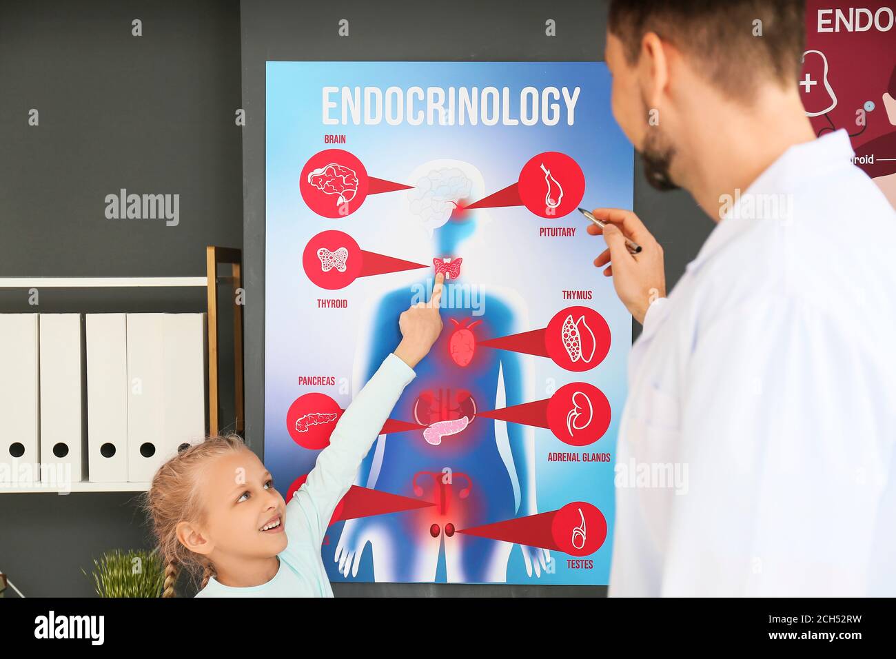 Endocrine system child hi-res stock photography and images - Alamy