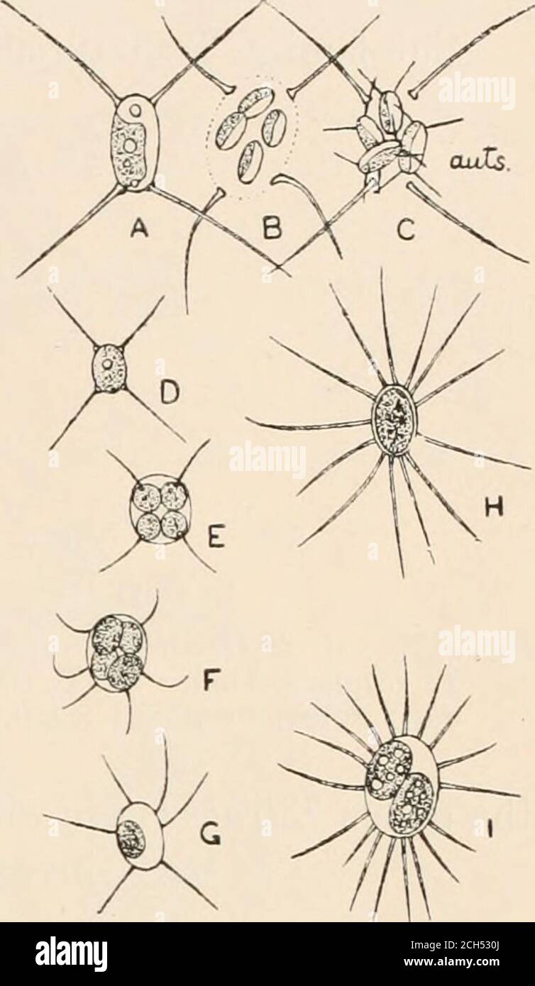 Algas vol i myxophyceae hi-res stock photography and images - Alamy