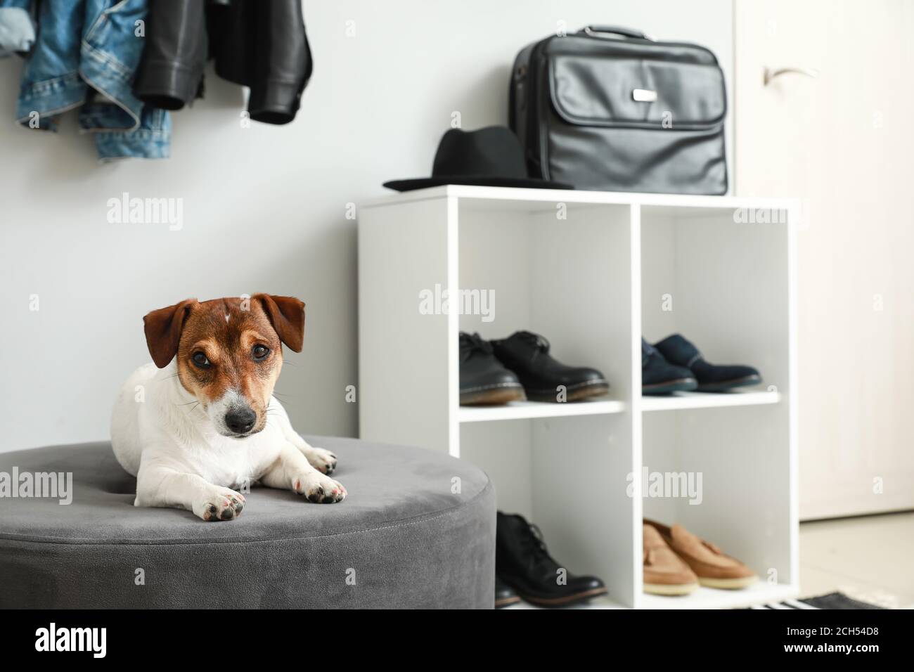 Cute dog lying on pouf in stylish modern hall Stock Photo - Alamy