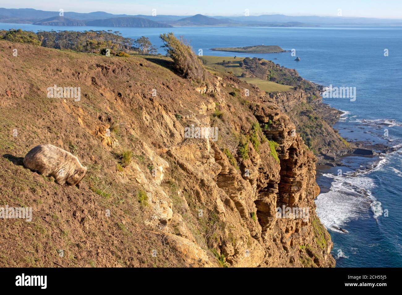 Wombat grazing above the Fossil Cliffs on Maria Island Stock Photo - Alamy