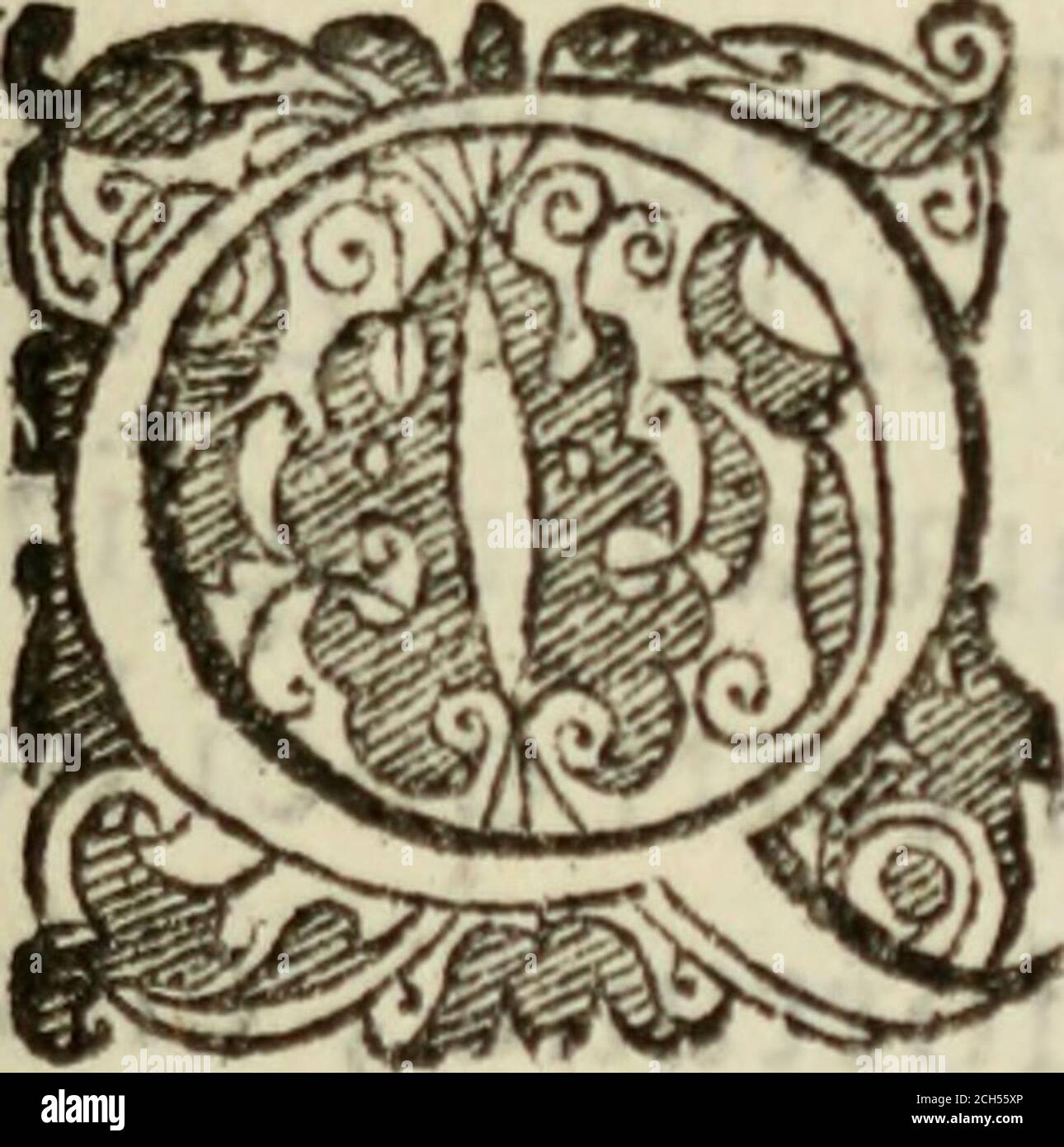 Ciole hi-res stock photography and images - Alamy