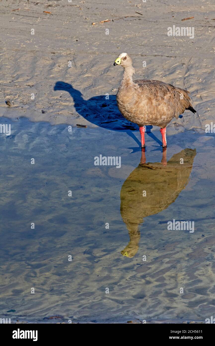 Cape Barren goose on Maria Island Stock Photo - Alamy